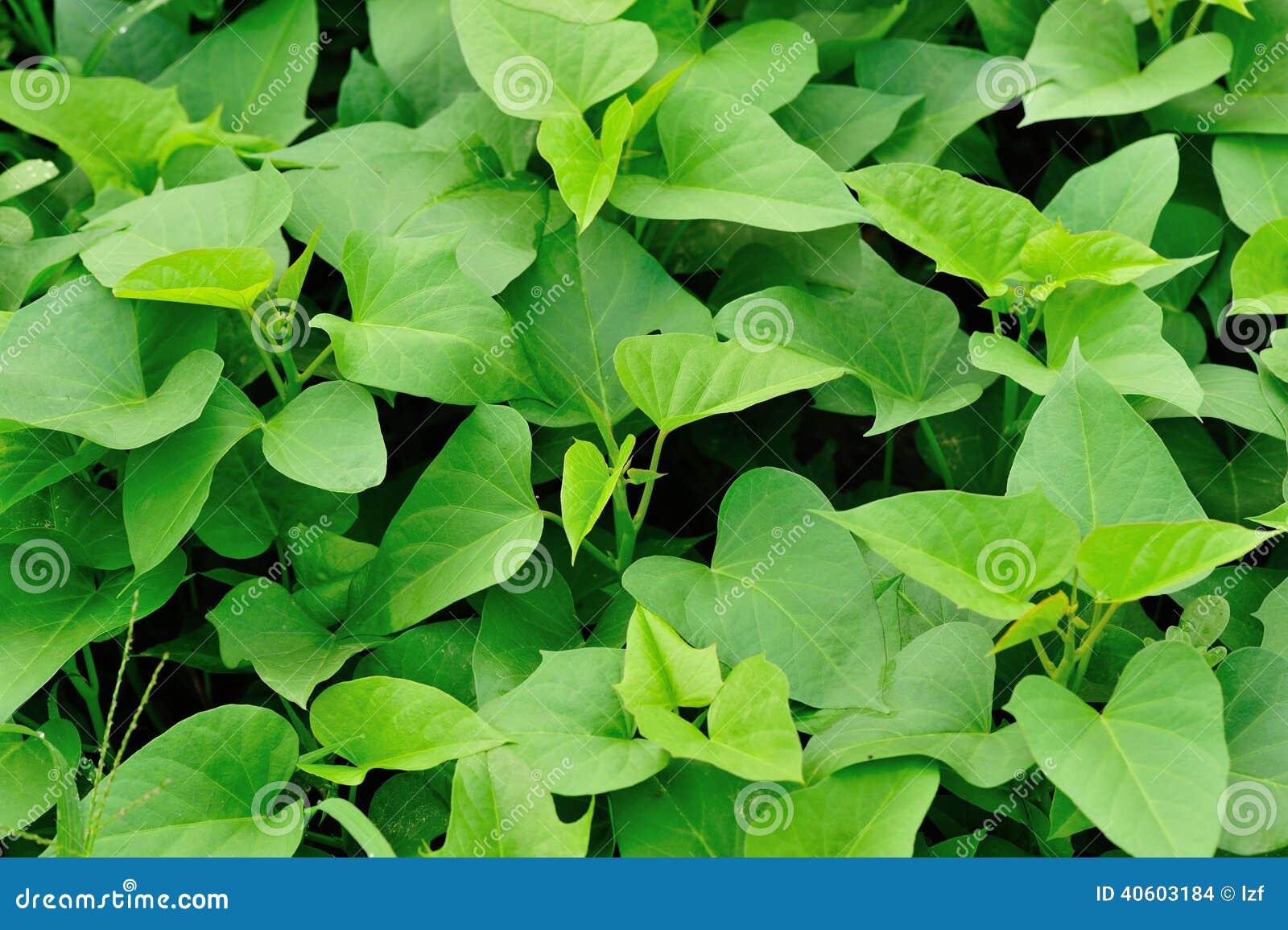 Folha da batata doce foto de stock. Imagem de chinês - 40603184