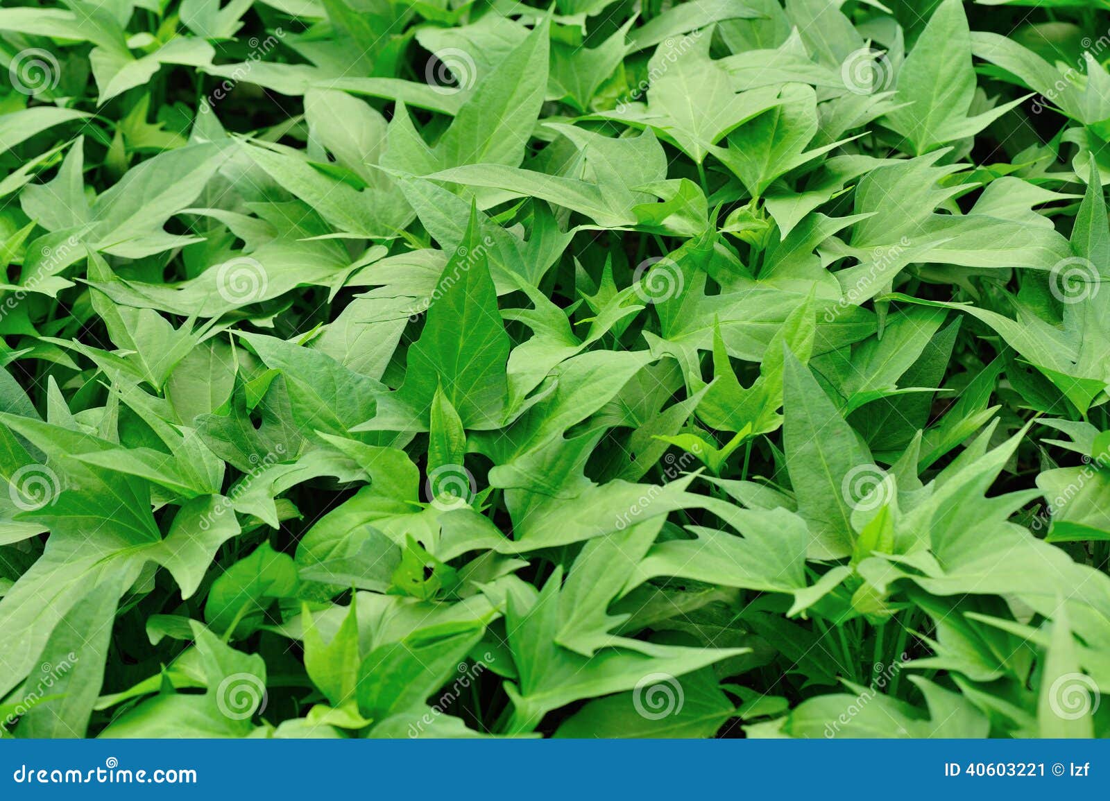 Folha da batata doce imagem de stock. Imagem de folhagem - 40603221