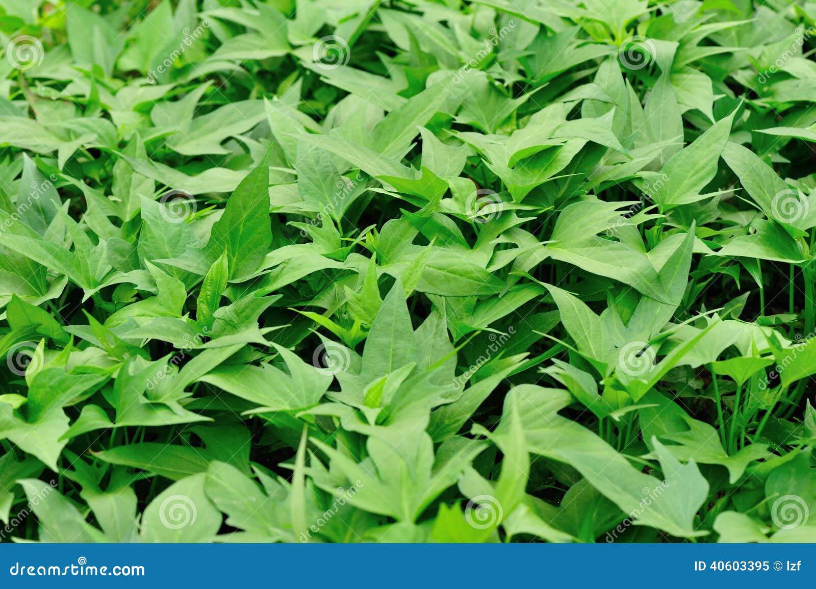 Folha da batata doce imagem de stock. Imagem de rural - 40603395