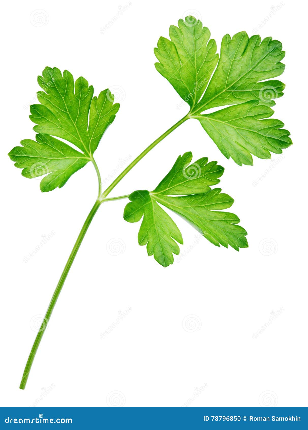 Folha Da Erva Da Salsa Do Jardim (coentro) Isolada No Branco Foto de ...