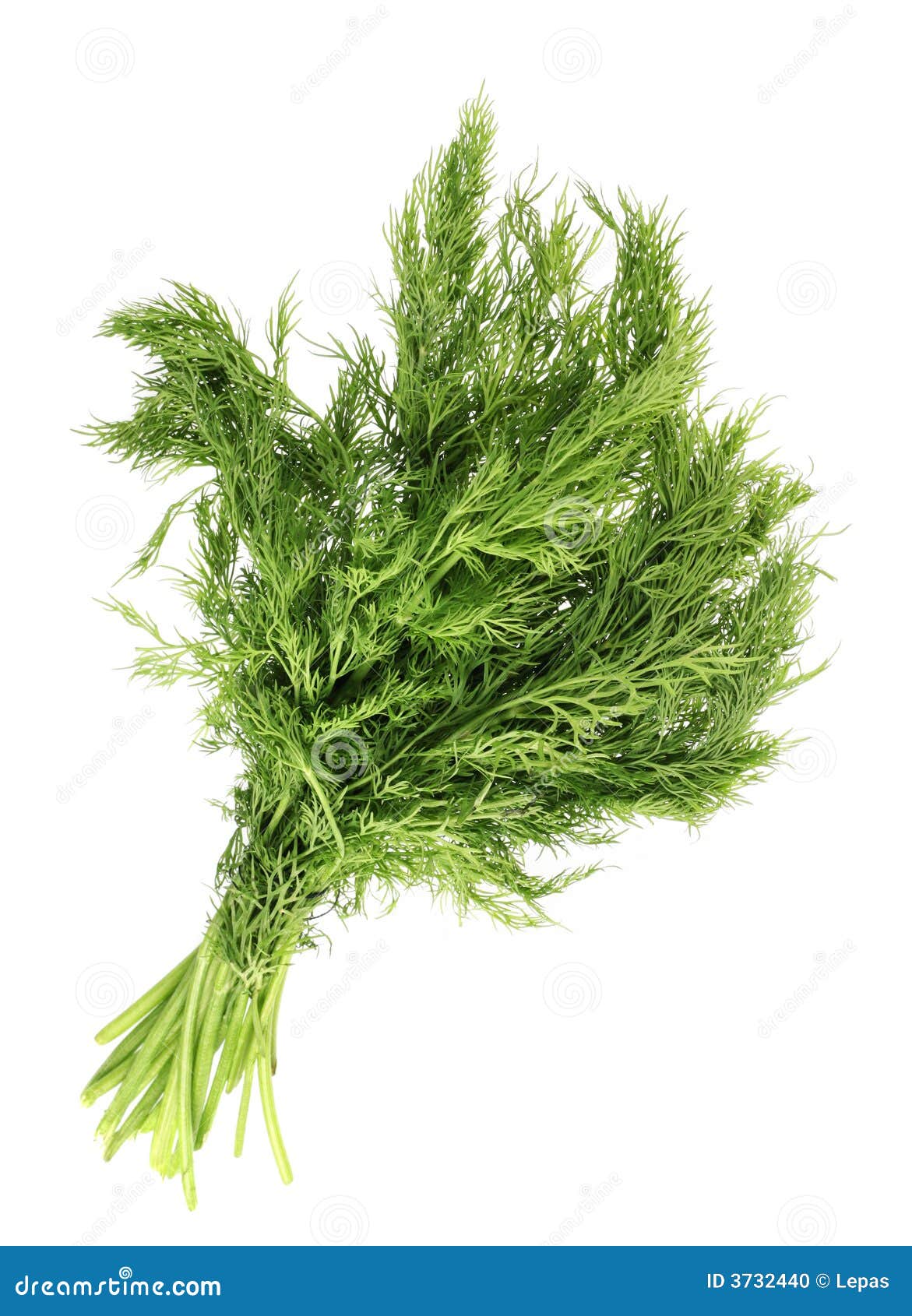 Folha da erva-doce foto de stock. Imagem de isolado, vegetal - 3732440