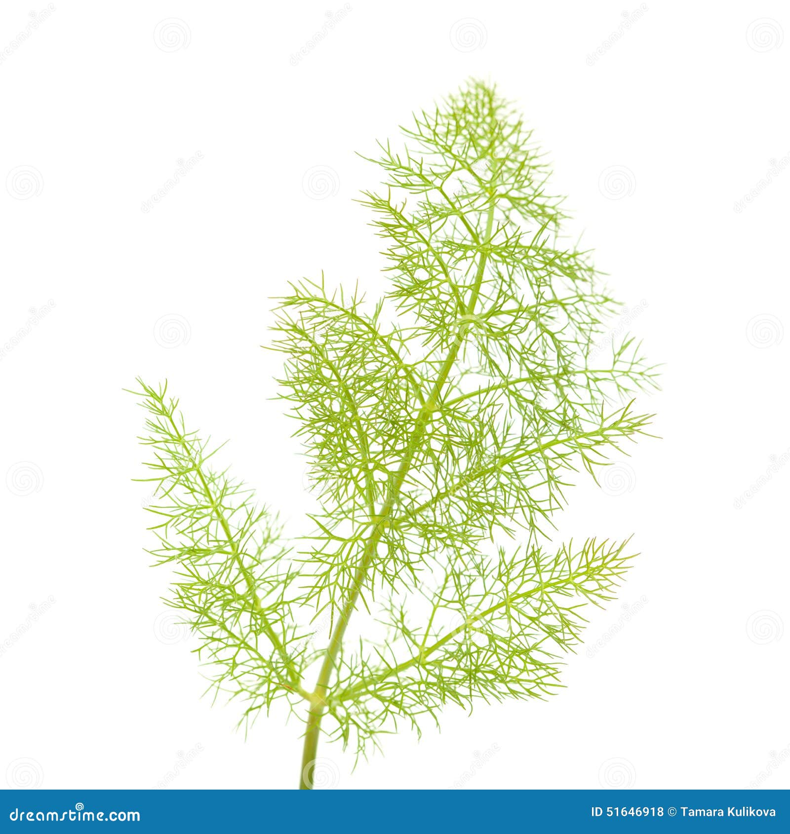 Folha da erva-doce foto de stock. Imagem de nutrientes - 51646918