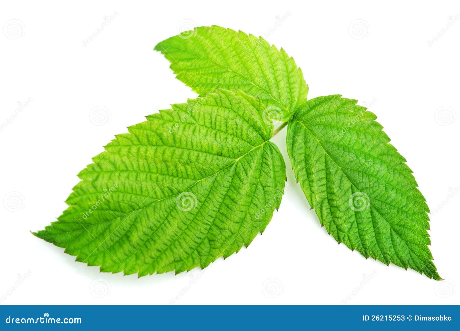 Folha da fruta imagem de stock. Imagem de vida, detalhe - 26215253