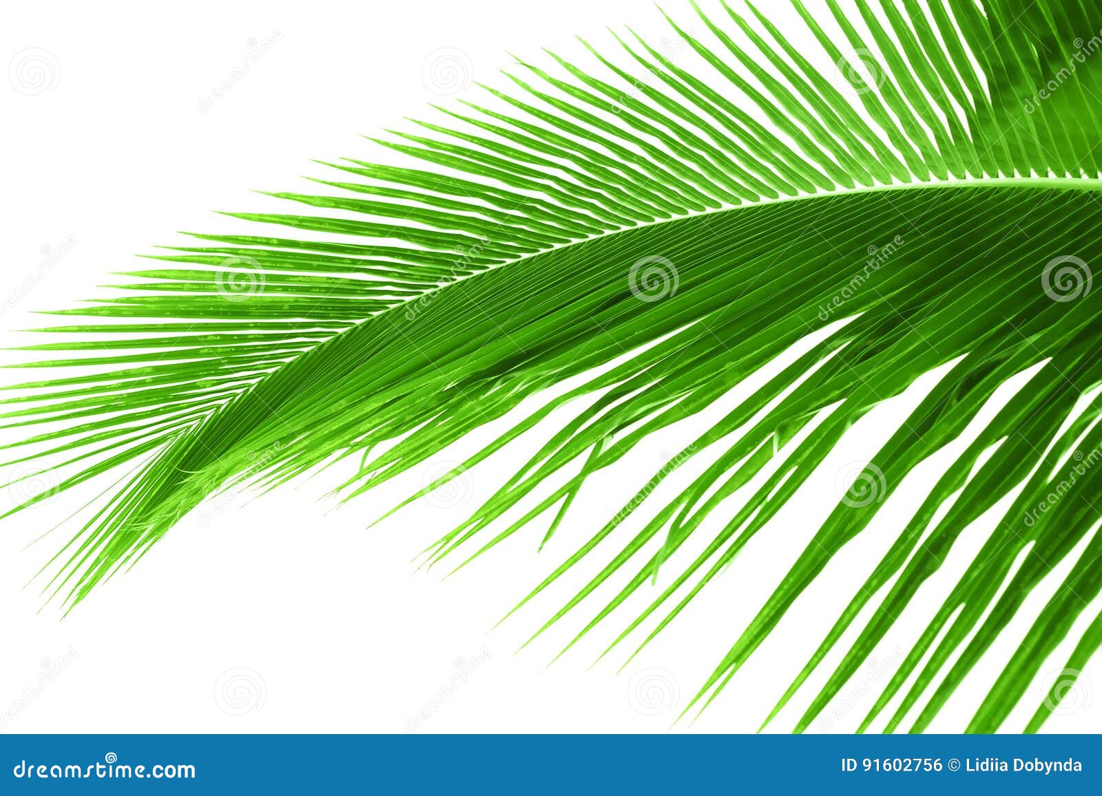 Folha Da Palmeira Isolada Fotos De Stock - Baixe 1,027 Fotos Royalty Free