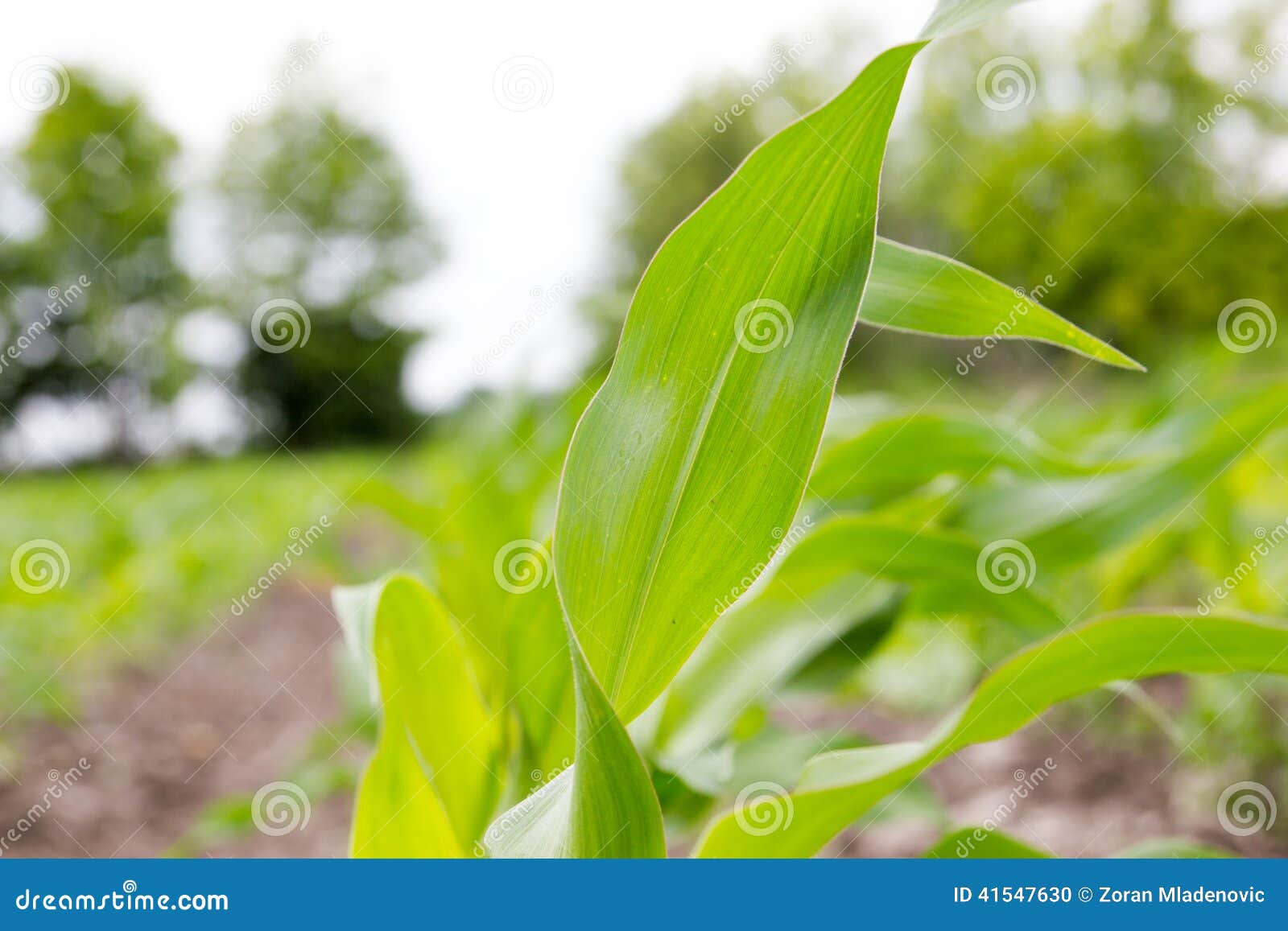 Folha Da Planta De Milho No Campo Foto de Stock - Imagem de fresco ...