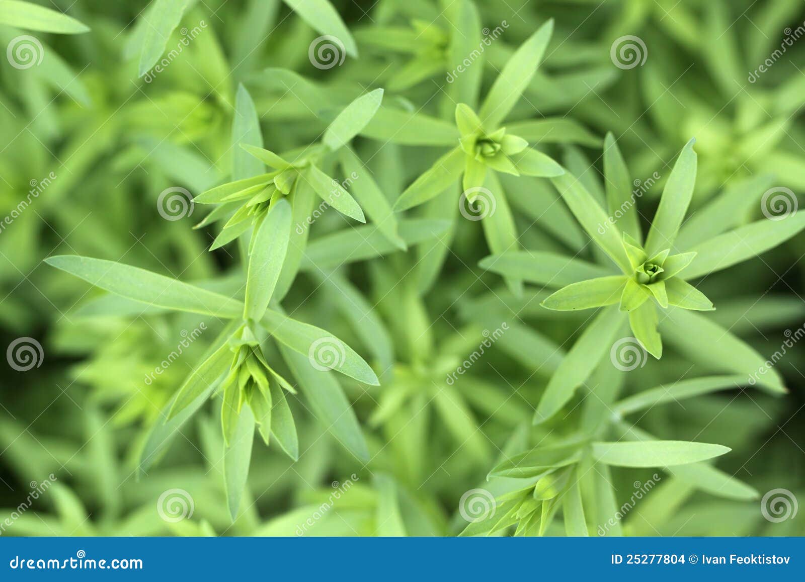 Folha da planta do linho foto de stock. Imagem de naughty - 25277804