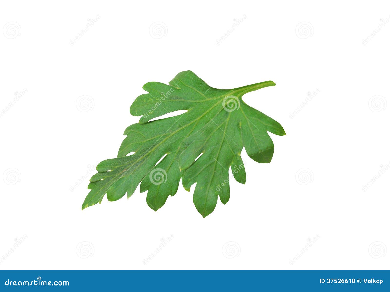 Folha Da Salsa Isolada No Branco Foto de Stock - Imagem de alimento ...