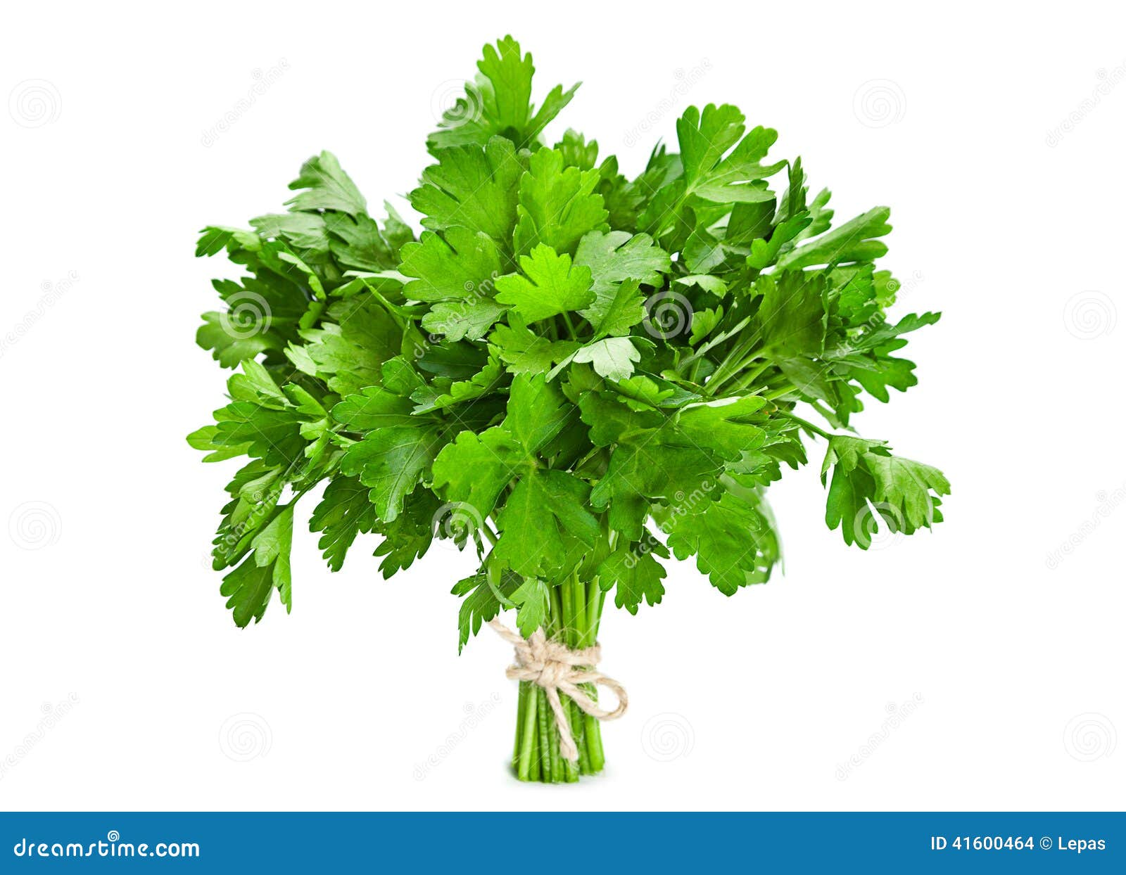 Folha da salsa no branco foto de stock. Imagem de verde - 41600464