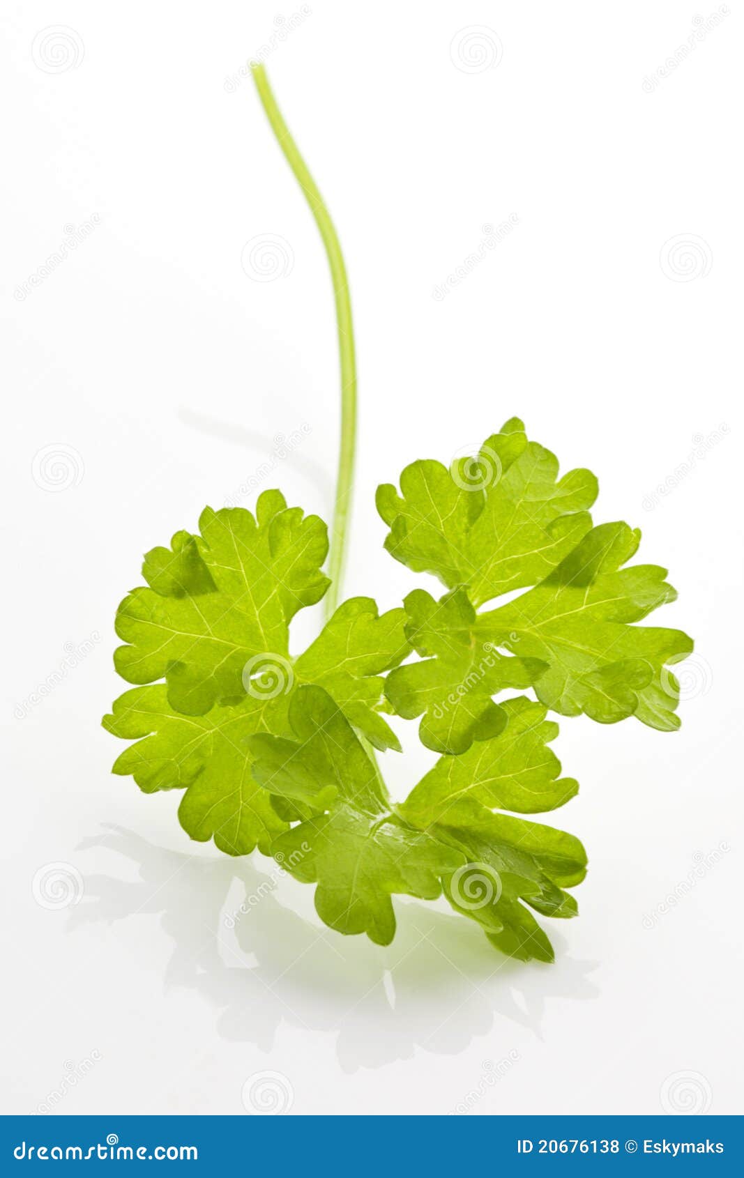 Folha Da Salsa No Fundo Branco. Foto de Stock - Imagem de salsa, planta ...