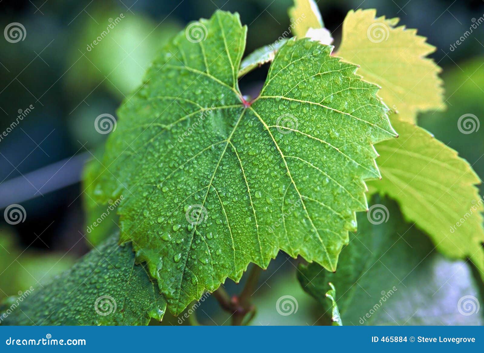 Folha da uva com orvalho foto de stock. Imagem de videiras - 465884