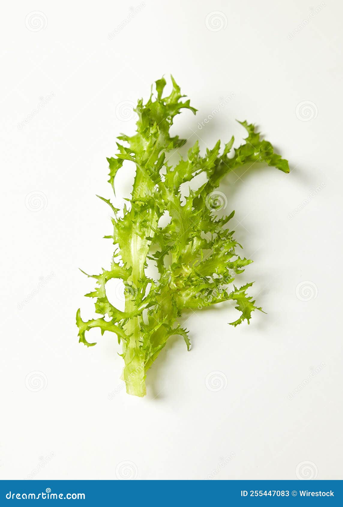 Folha De Alface Isolada Sobre Fundo Branco Imagem de Stock - Imagem de ...