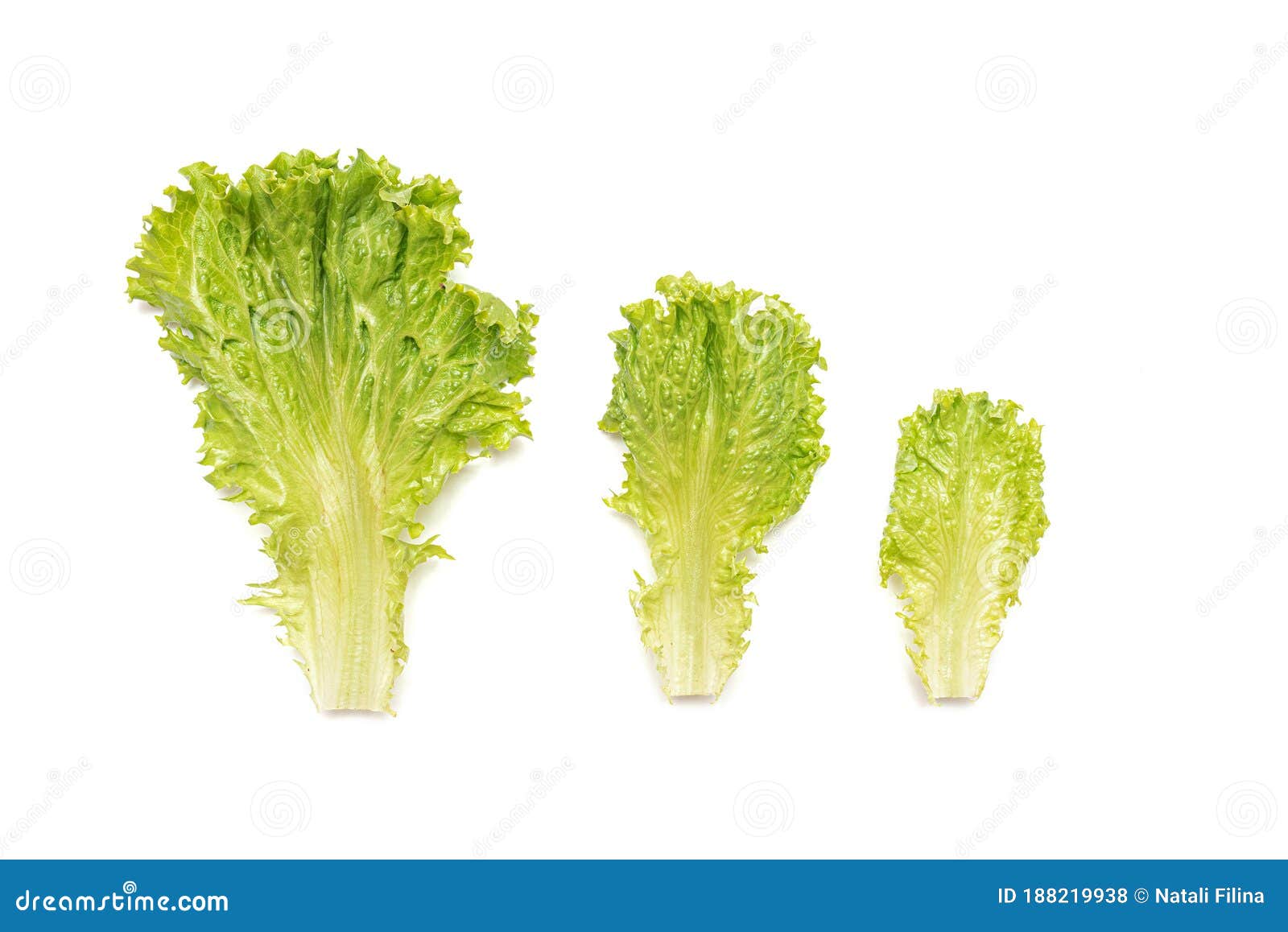 Folha de alface verde foto de stock. Imagem de branco - 188219938
