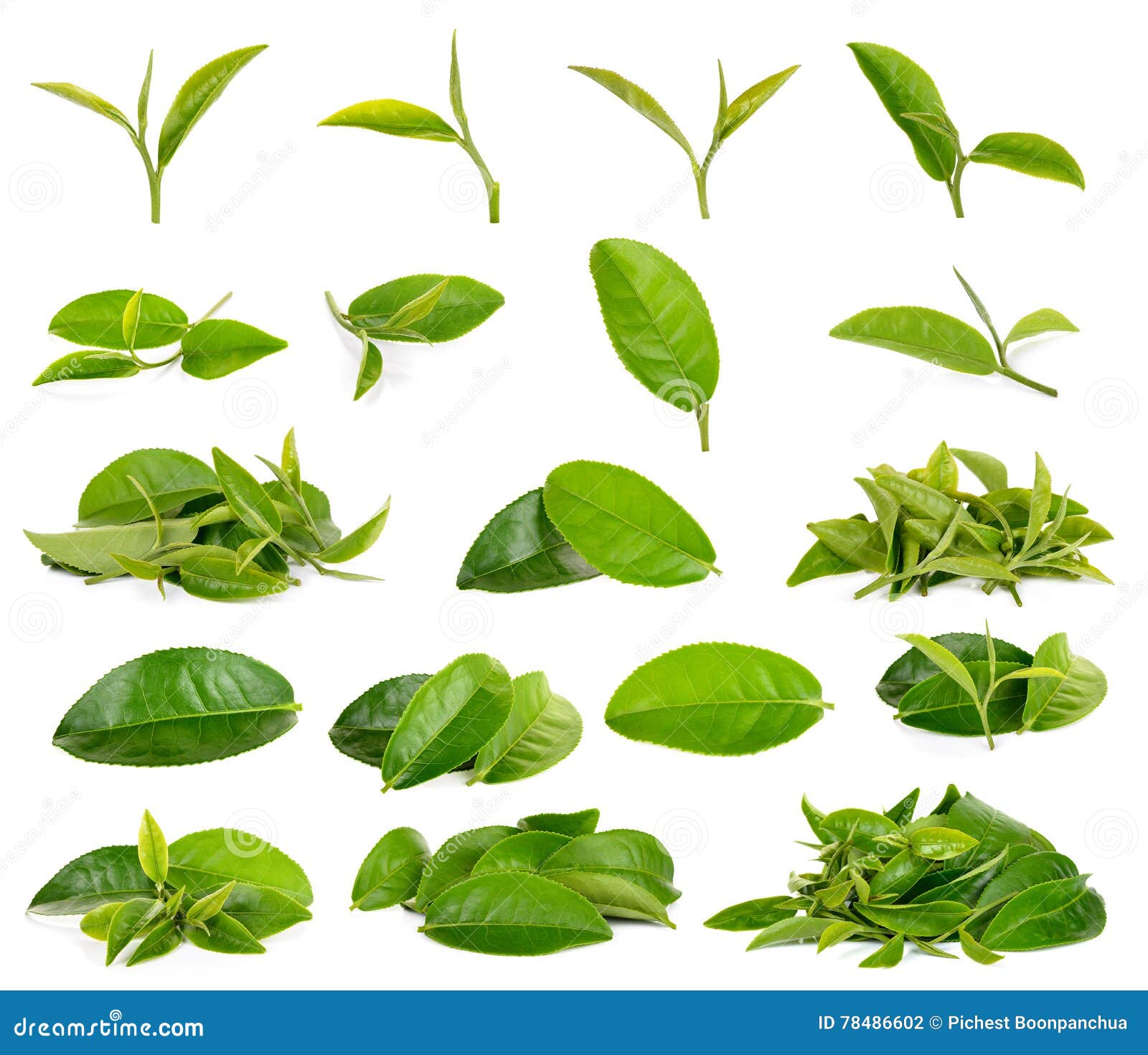 Folha De Chá Verde Isolada No Fundo Branco Foto de Stock - Imagem de ...