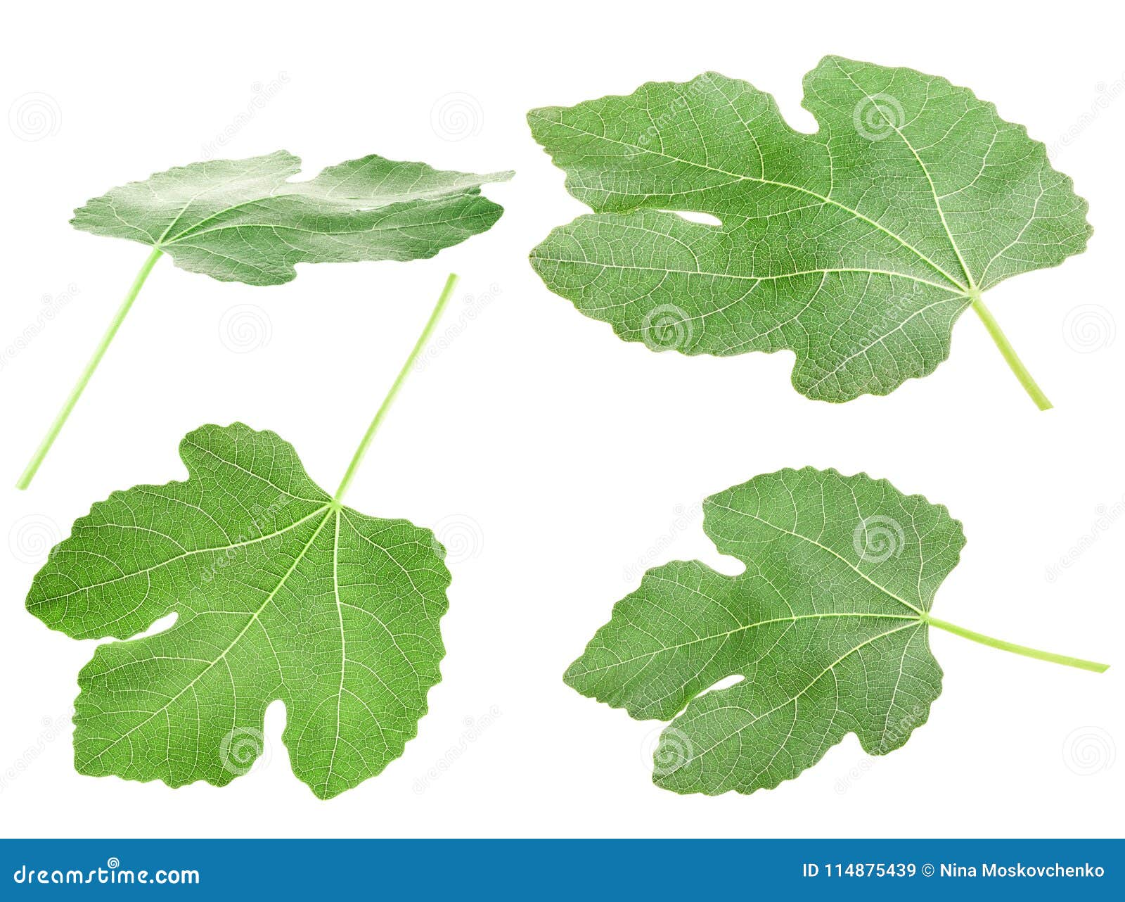 Folha De Figo Isolada No Branco Imagem de Stock - Imagem de isolado ...