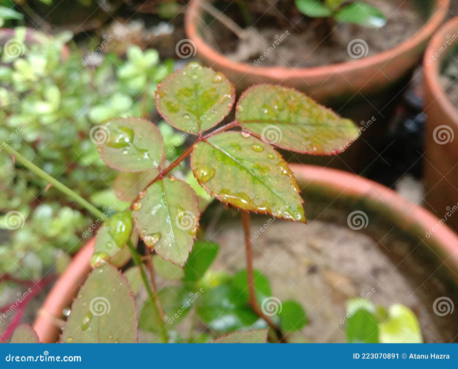 Folha de rosa imagem de stock. Imagem de wildflower - 223070891