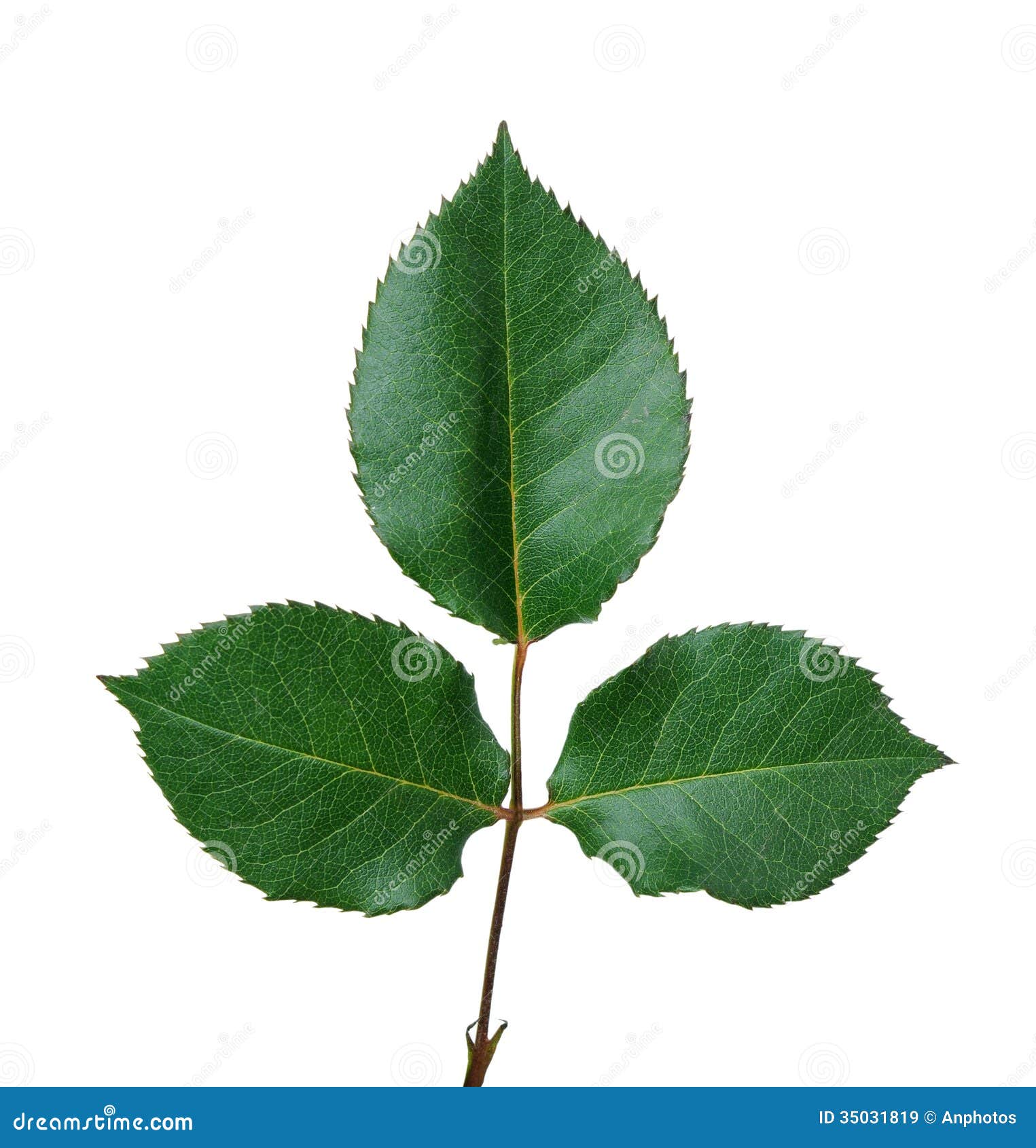 Folha de Rosa imagem de stock. Imagem de folha, veia - 35031819