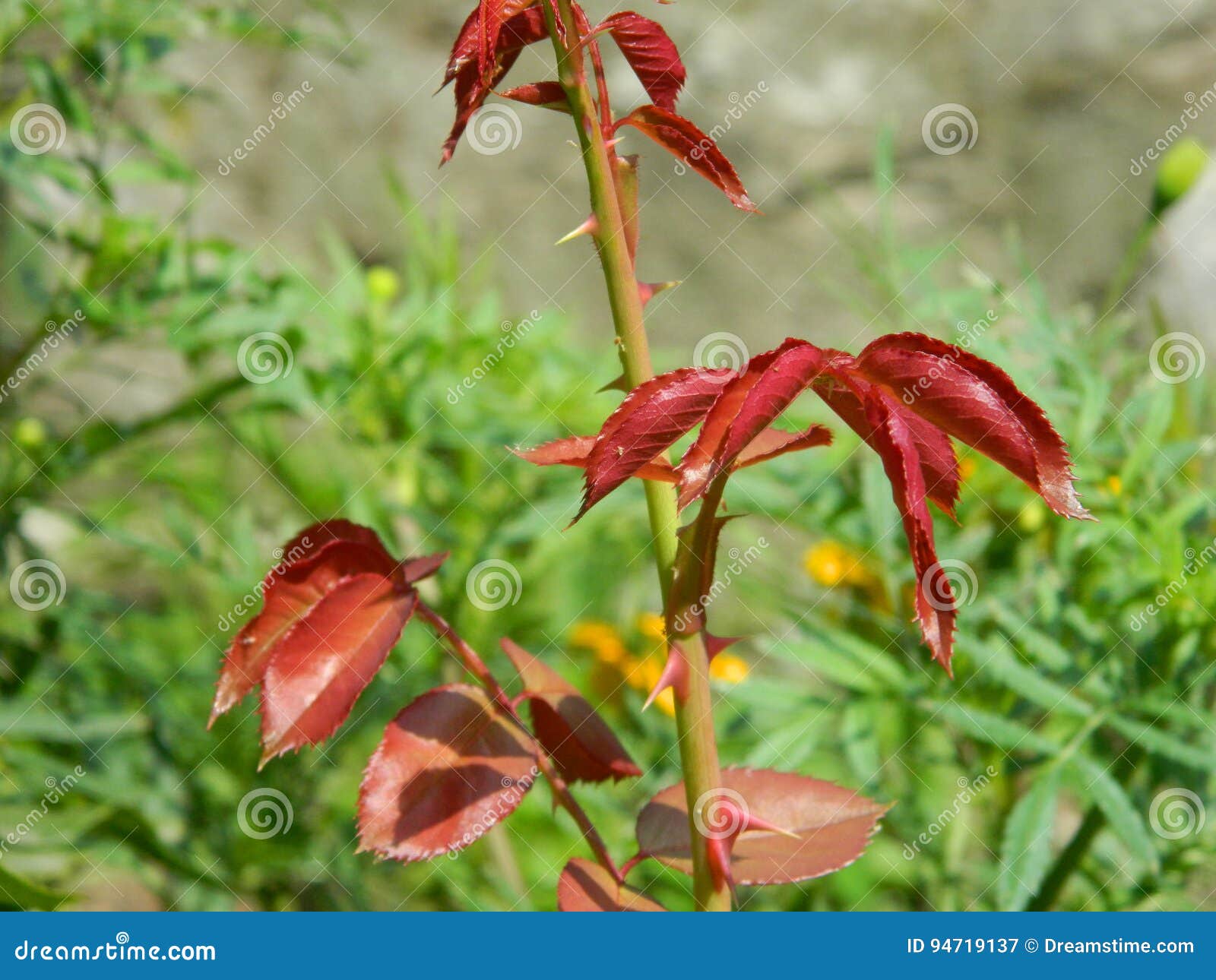 Folha de Rosa imagem de stock. Imagem de chuva, alaranjado - 94719137