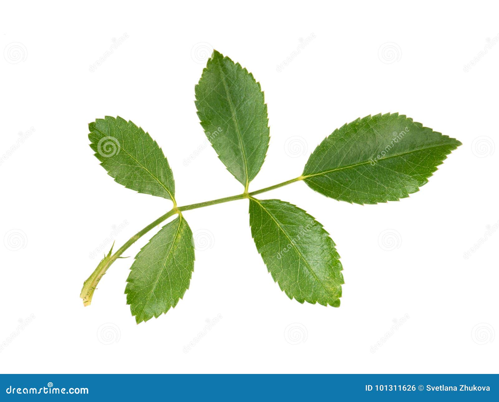 Folha De Rosa Isolada No Branco Foto de Stock - Imagem de floral ...