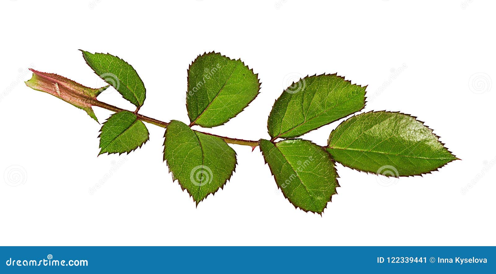 Folha De Rosa Isolada No Branco Imagem de Stock - Imagem de verde ...