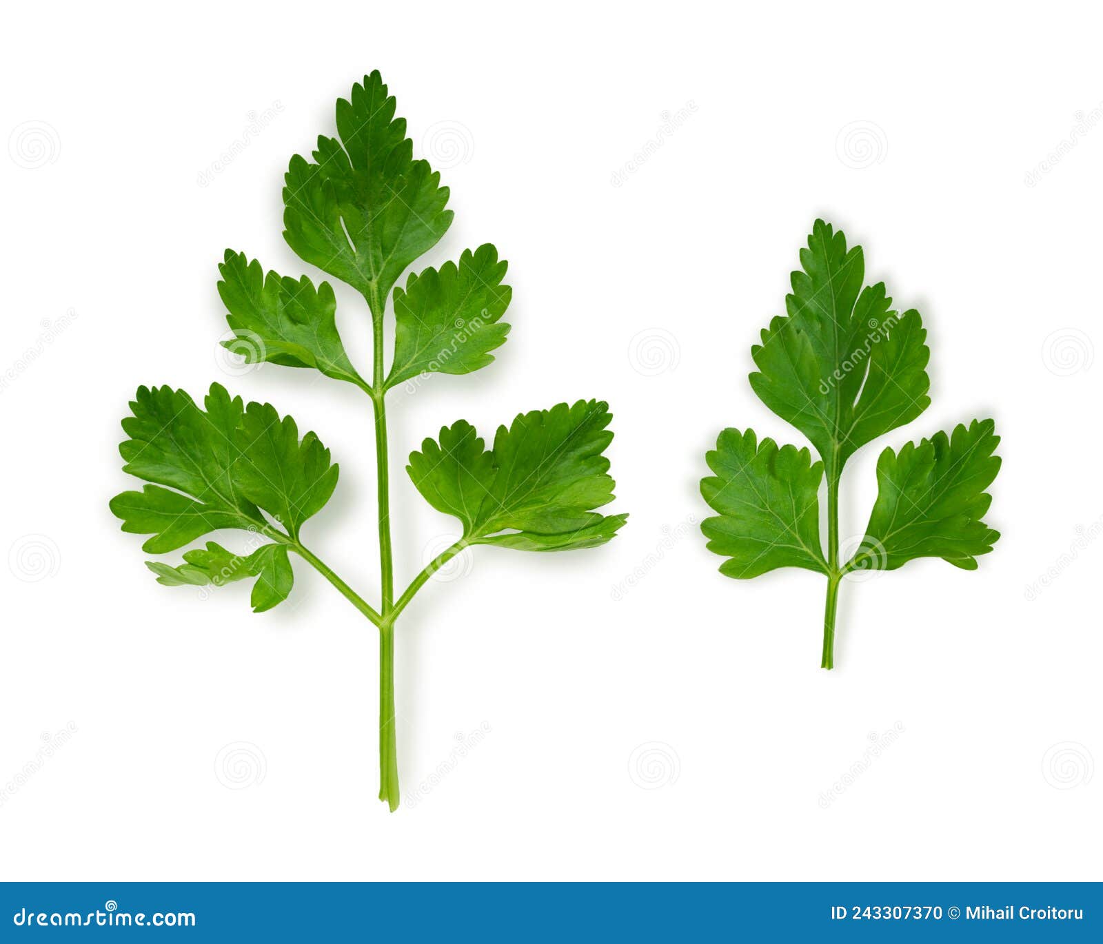 Folha De Salsa Sobre Fundo Branco. Bioverde Foto de Stock - Imagem de ...