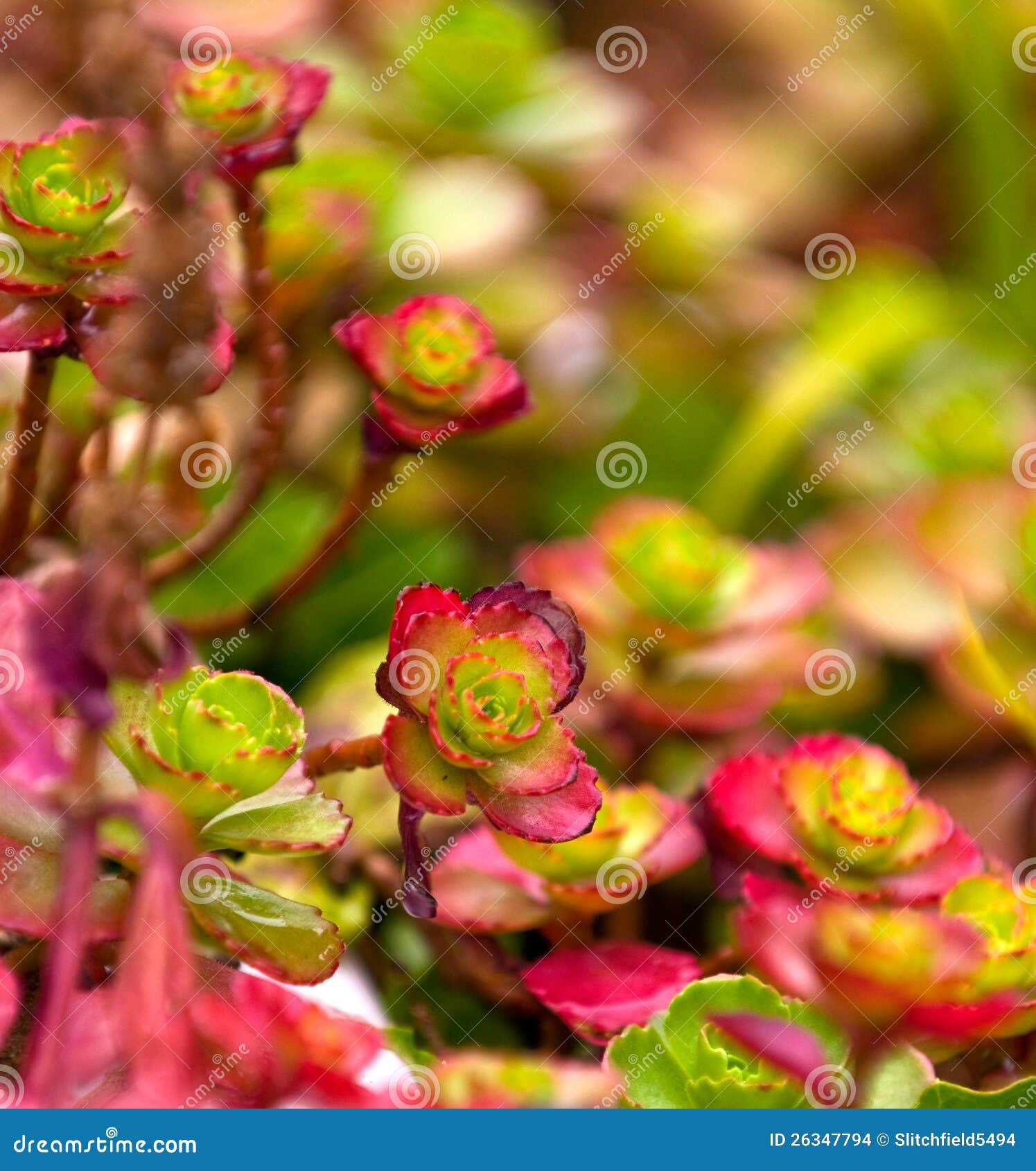 Folha de Sedum Spurium foto de stock. Imagem de jardim - 26347794