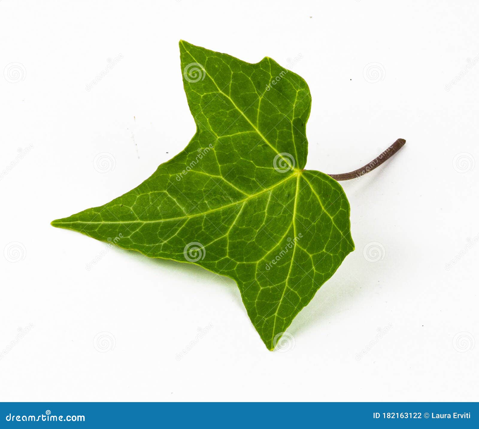 Folha De Vinho Real Isolada Em Fundo Branco Foto de Stock - Imagem de ...
