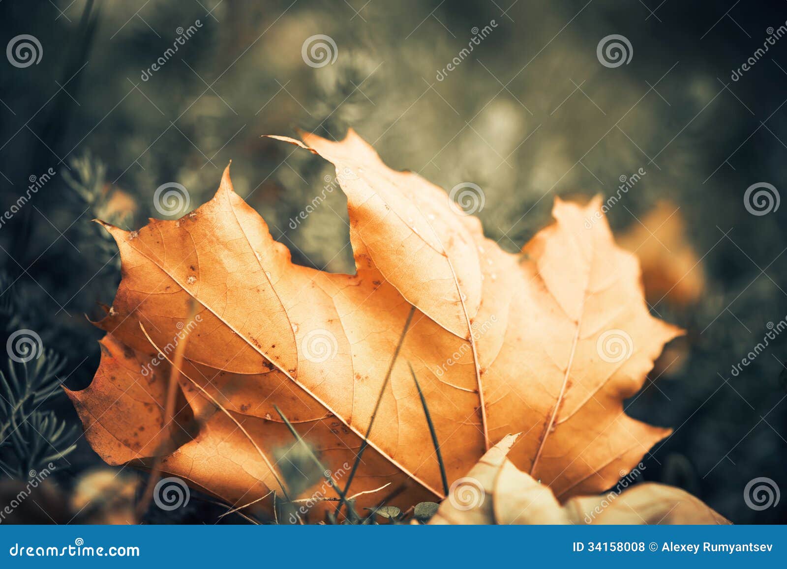 Folha desvanecida foto de stock. Imagem de ervas, exterior - 34158008
