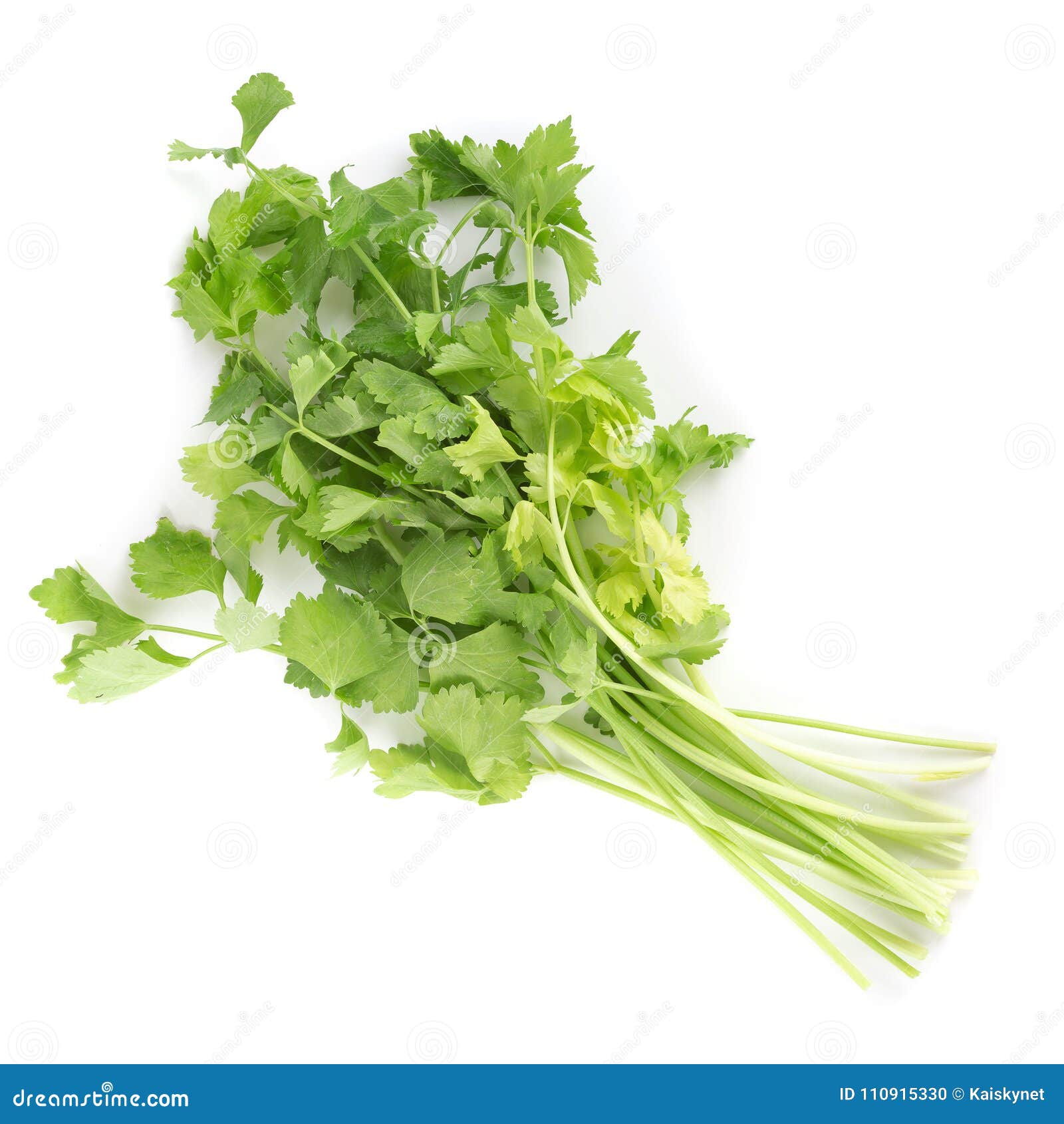 Folha Do Aipo Ou Da Salsa Isolada No Fundo Branco Foto de Stock ...