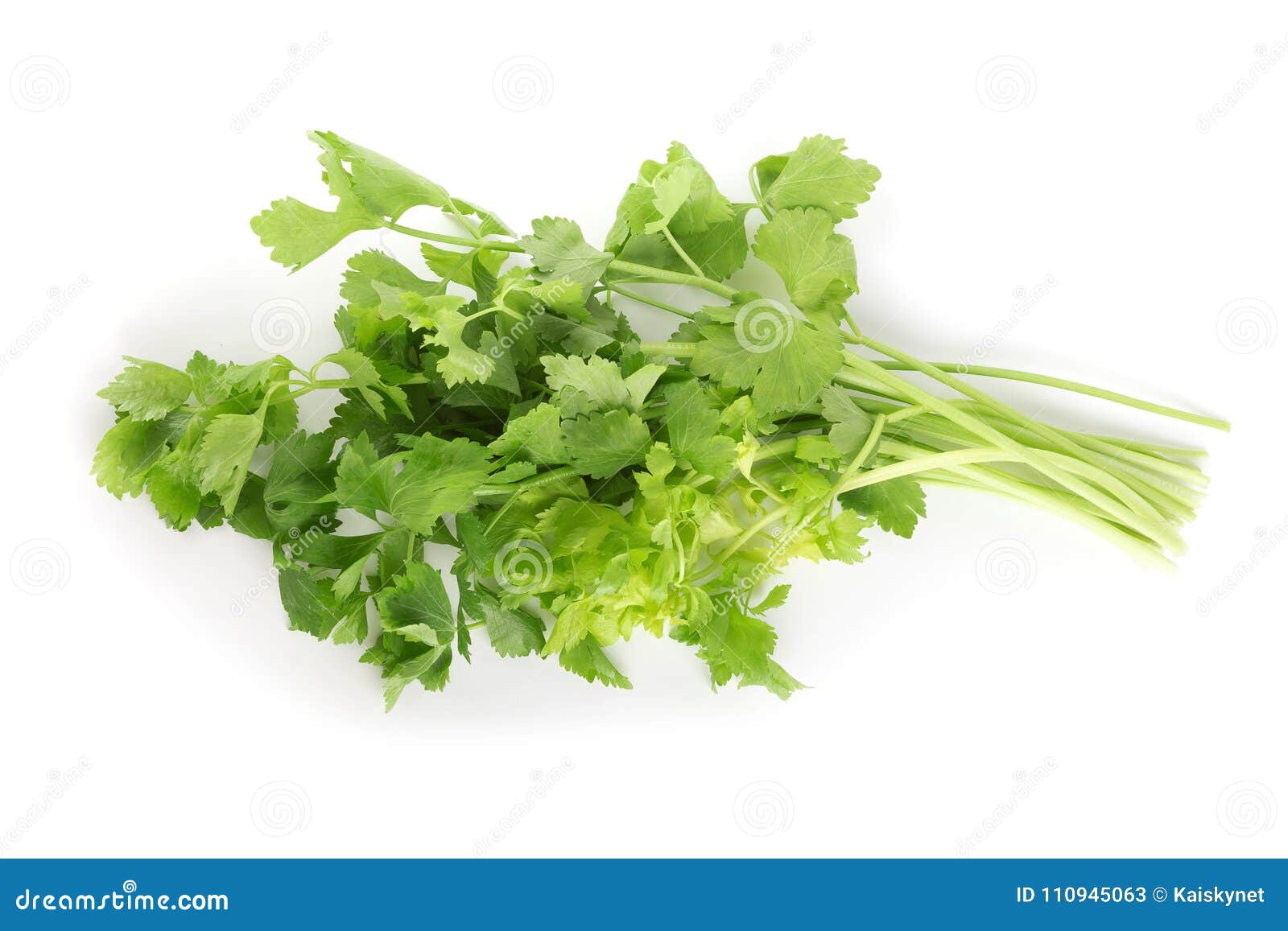 Folha Do Aipo Ou Da Salsa Isolada No Fundo Branco Imagem de Stock ...