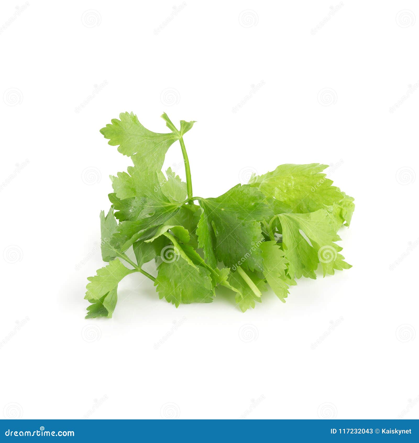 Folha Do Aipo Ou Da Salsa Isolada No Fundo Branco Imagem de Stock ...