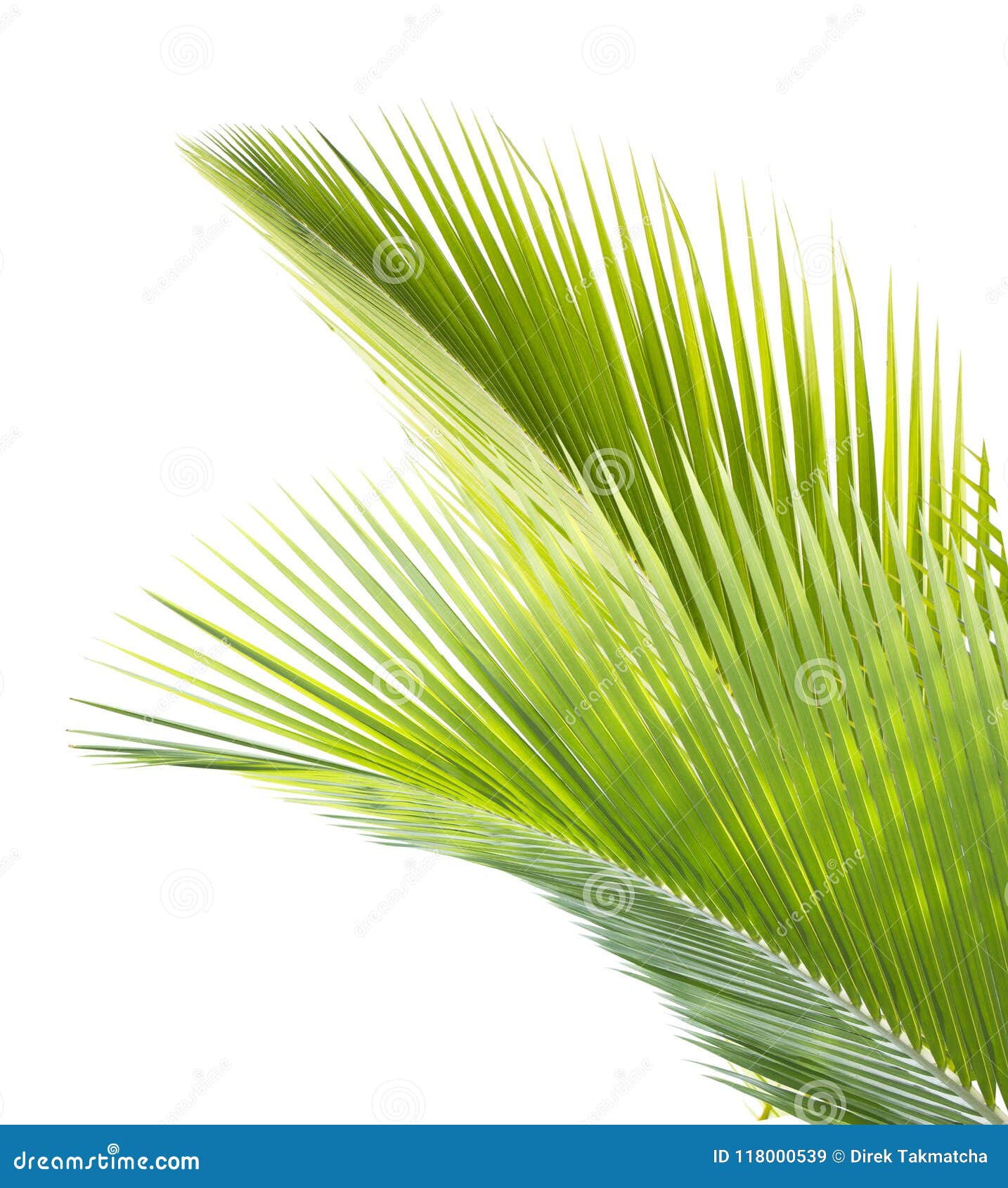 Folha Do Coco Isolada No Fundo Branco Imagem de Stock - Imagem de coco ...