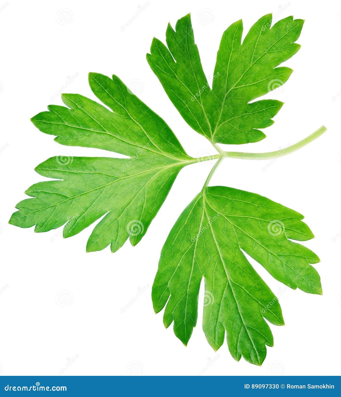 Folha Do Coentro Da Erva Da Salsa Do Jardim Isolada No Branco Foto de ...