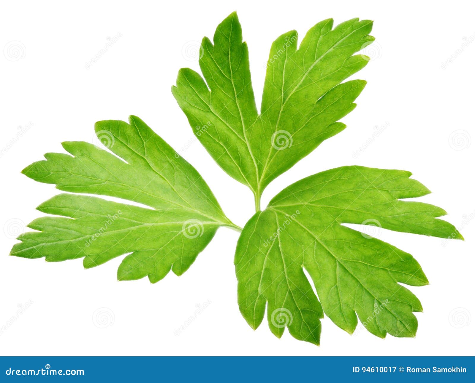 Folha Do Coentro Da Erva Da Salsa Do Jardim Isolada No Branco Imagem de ...