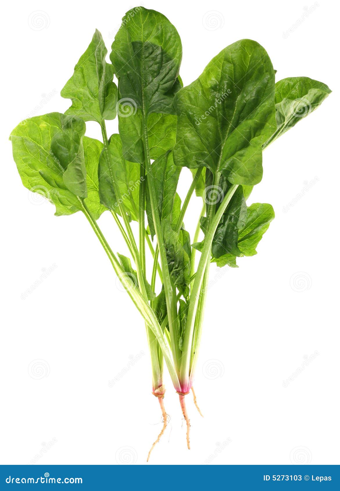 Folha do espinafre imagem de stock. Imagem de frondoso - 5273103