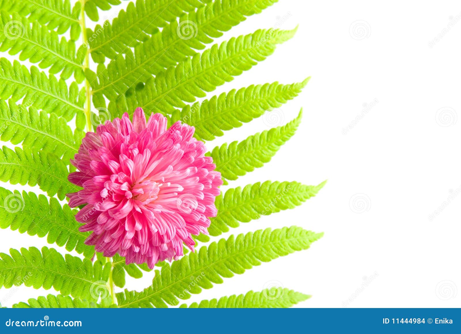 Folha Do Fern E Margarida Cor-de-rosa Foto de Stock - Imagem de ...
