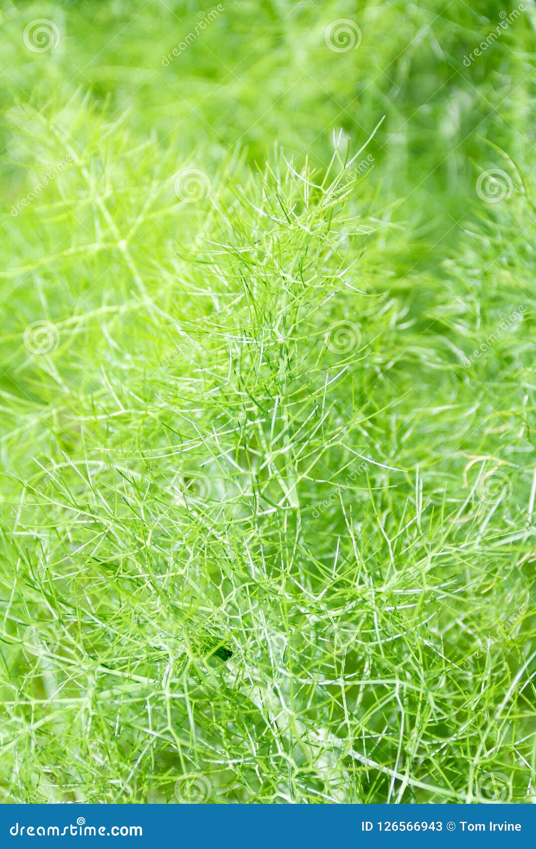Folha Do Foeniculum Vulgare Da Erva-doce Imagem de Stock - Imagem de ...