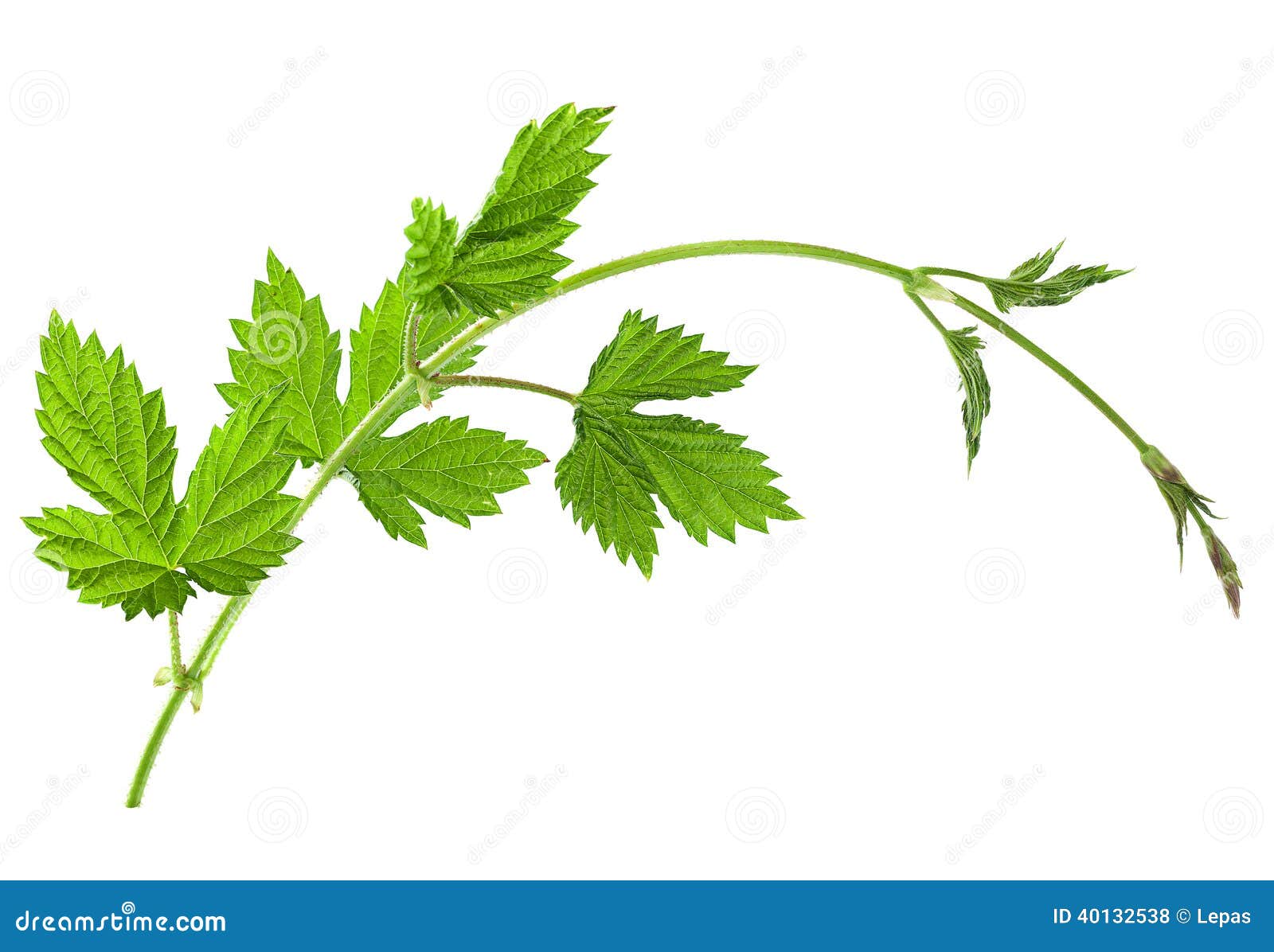 Folha do lúpulo no branco foto de stock. Imagem de nave - 40132538