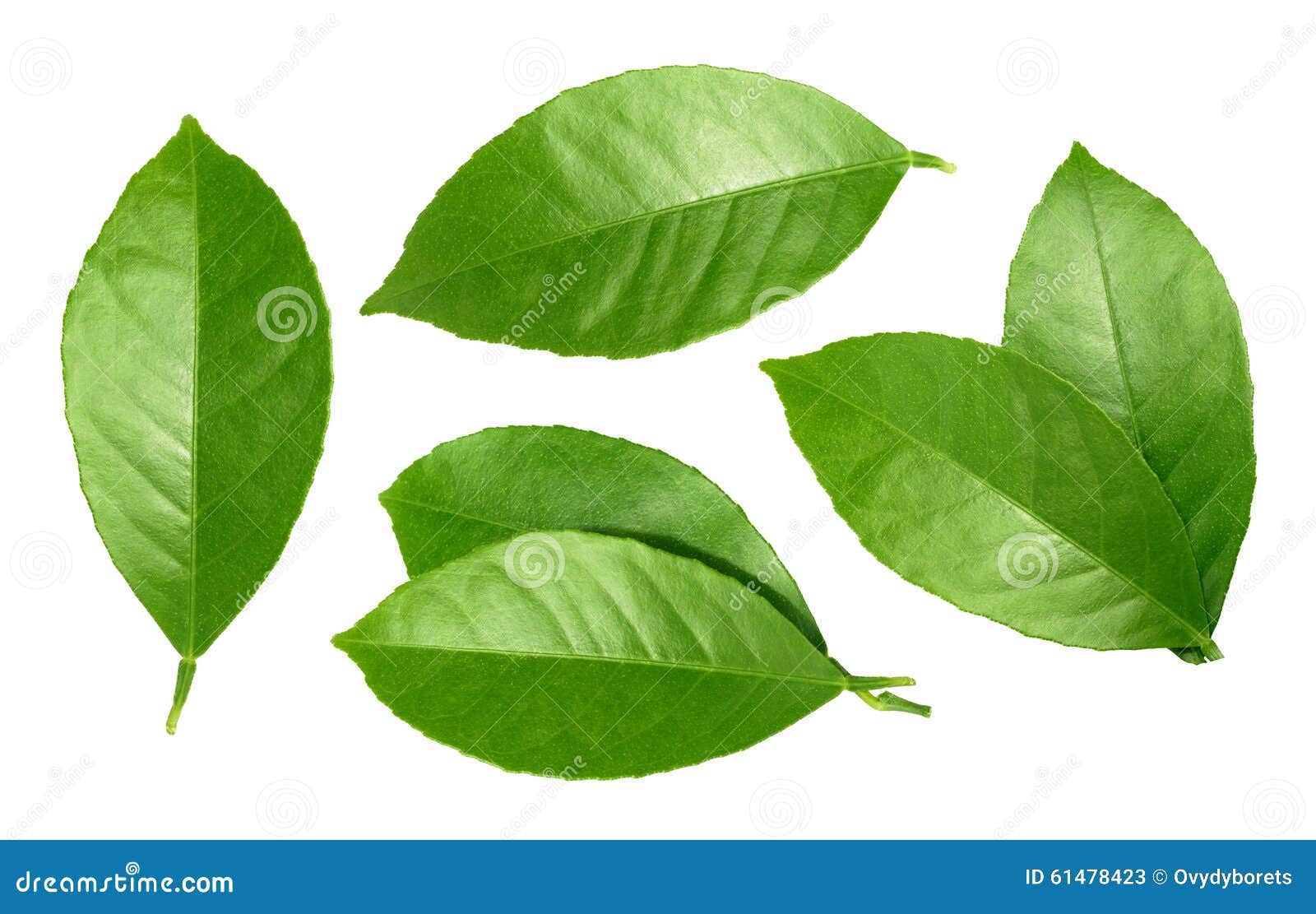 Folha Do Limão Isolada No Fundo Branco Imagem de Stock - Imagem de ...