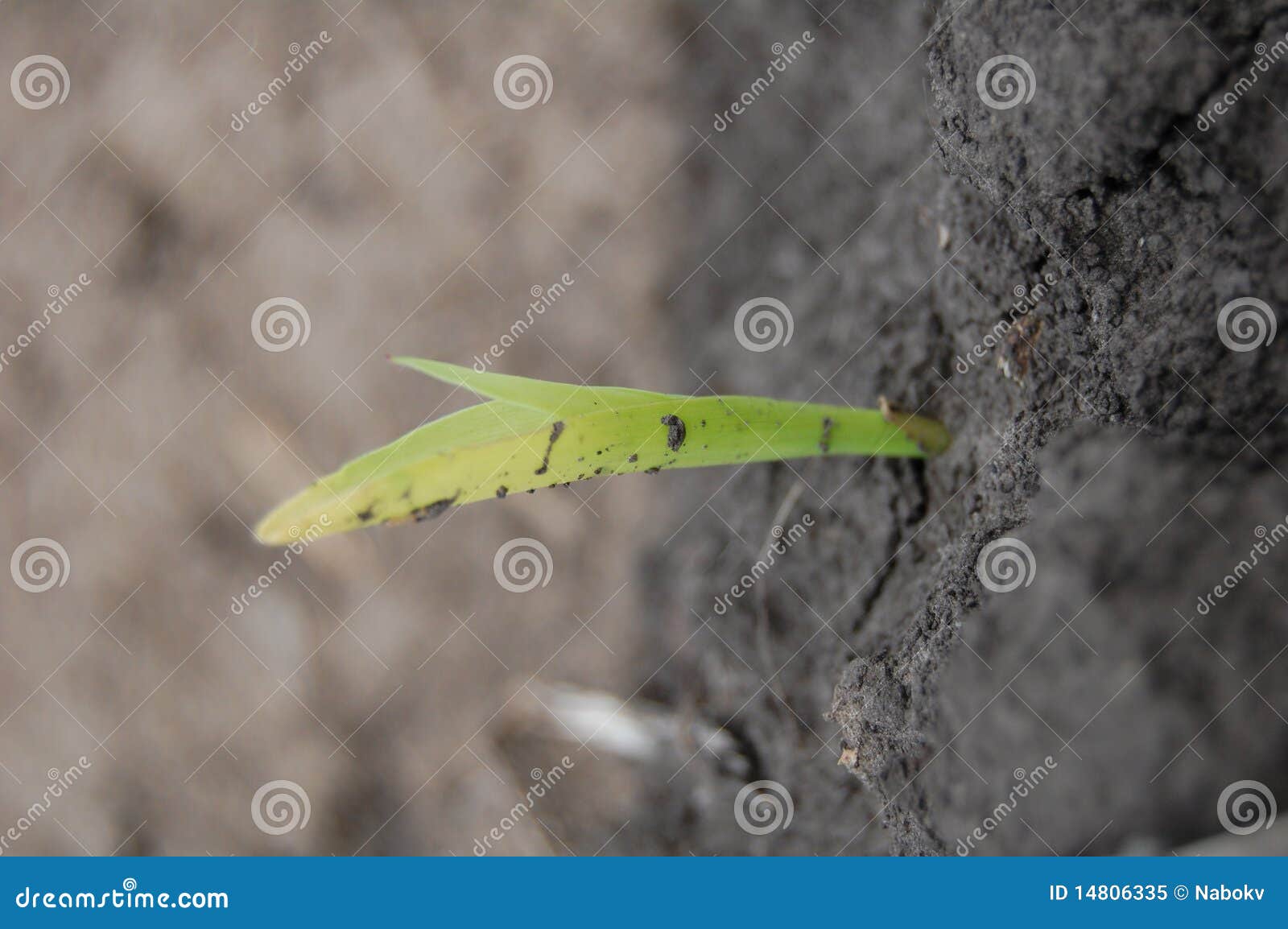 Folha do milho imagem de stock. Imagem de milho, crescimento - 14806335
