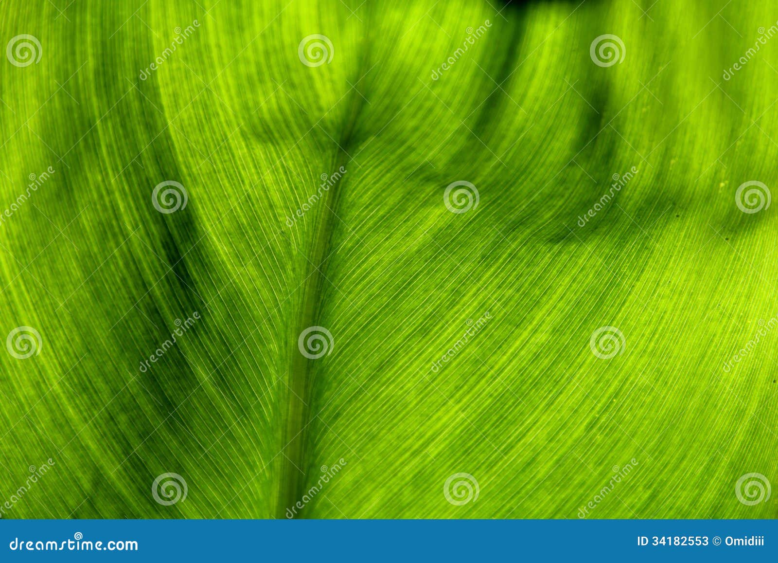 Folha do milho imagem de stock. Imagem de agricultura - 34182553