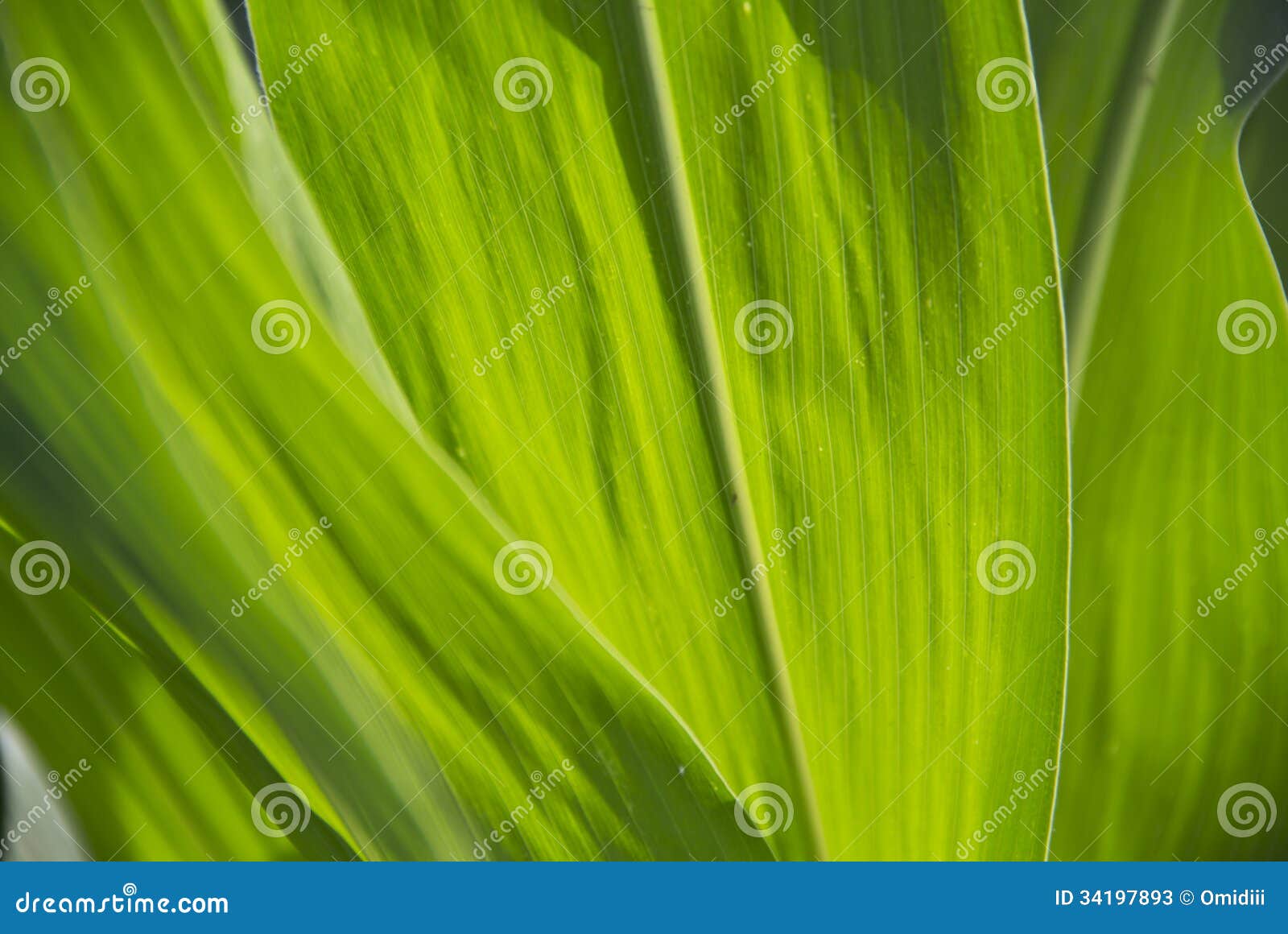 Folha do milho imagem de stock. Imagem de detalhes, ambiente - 34197893