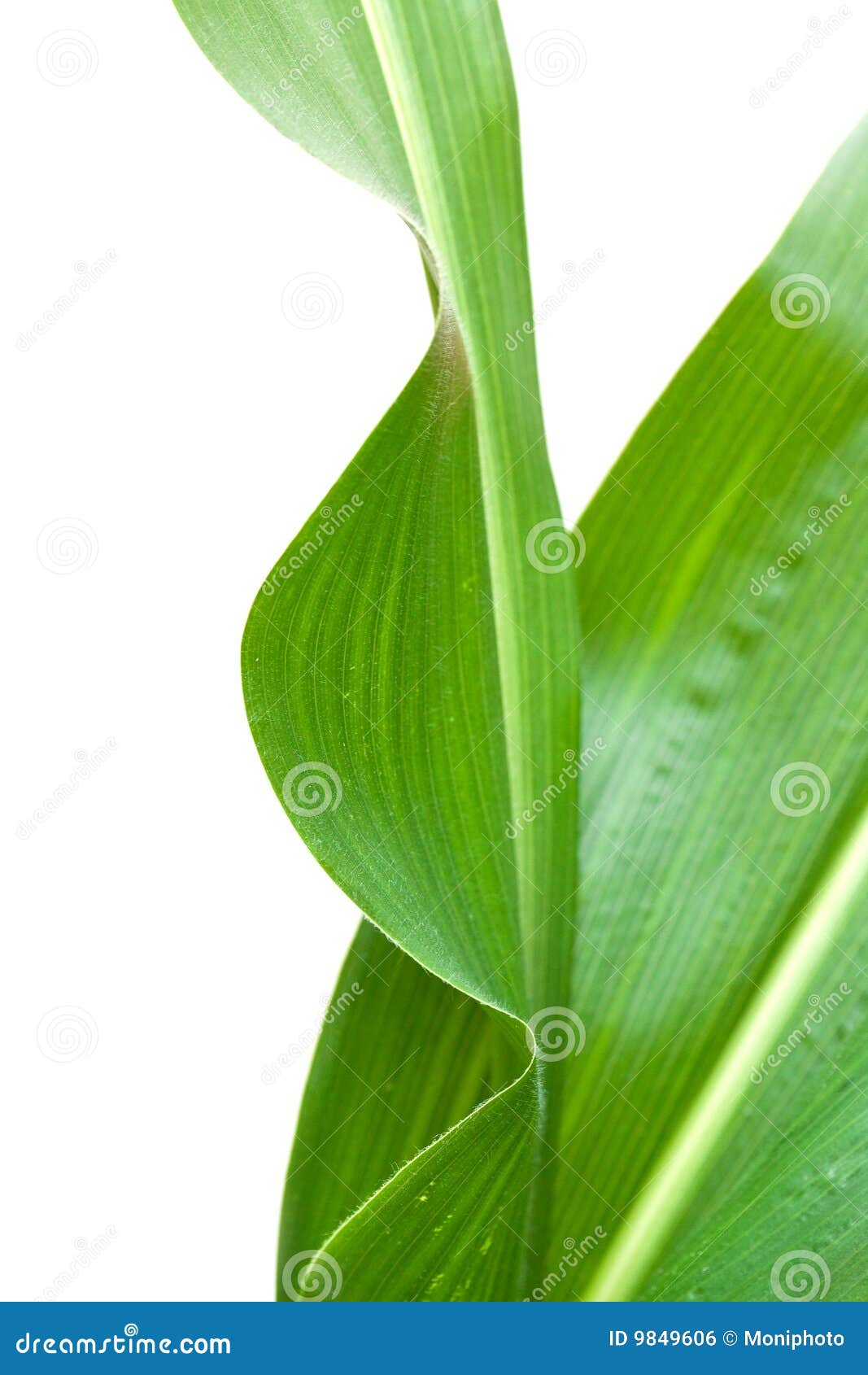 Folha Do Milho, Isolada No Branco Foto de Stock - Imagem de alimento ...
