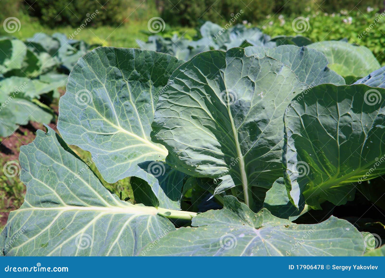 Folha do repolho foto de stock. Imagem de frondoso, comer - 17906478