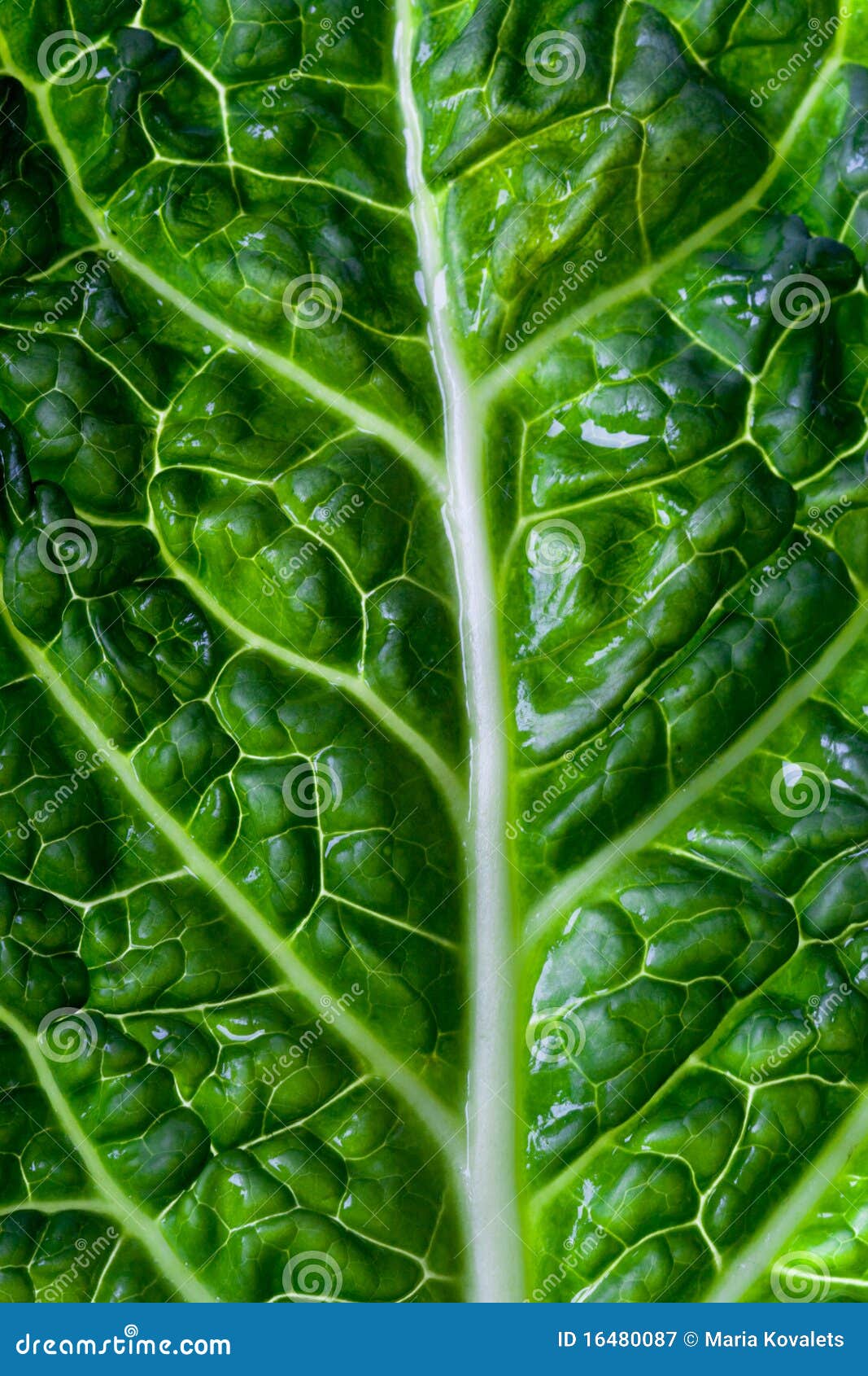 Folha do repolho de Savoy imagem de stock. Imagem de textura - 16480087