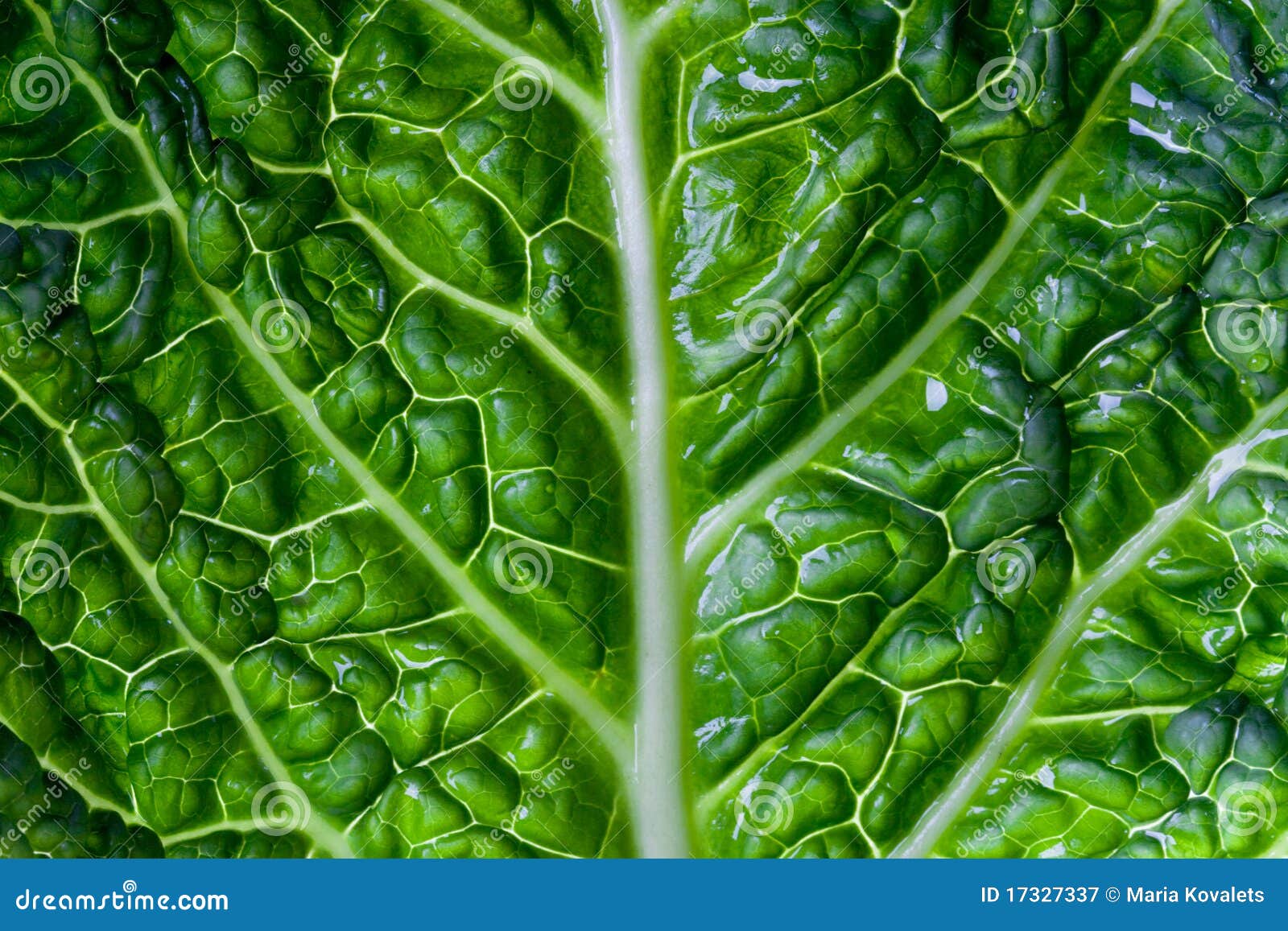 Folha do repolho de Savoy imagem de stock. Imagem de comprimento - 17327337