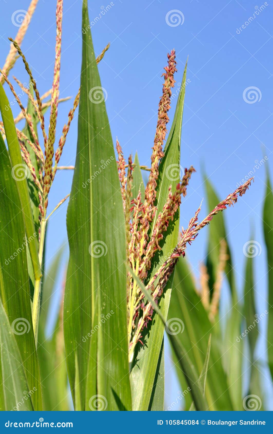 Folha E Inflorescência Do Milho Foto de Stock - Imagem de colheita ...