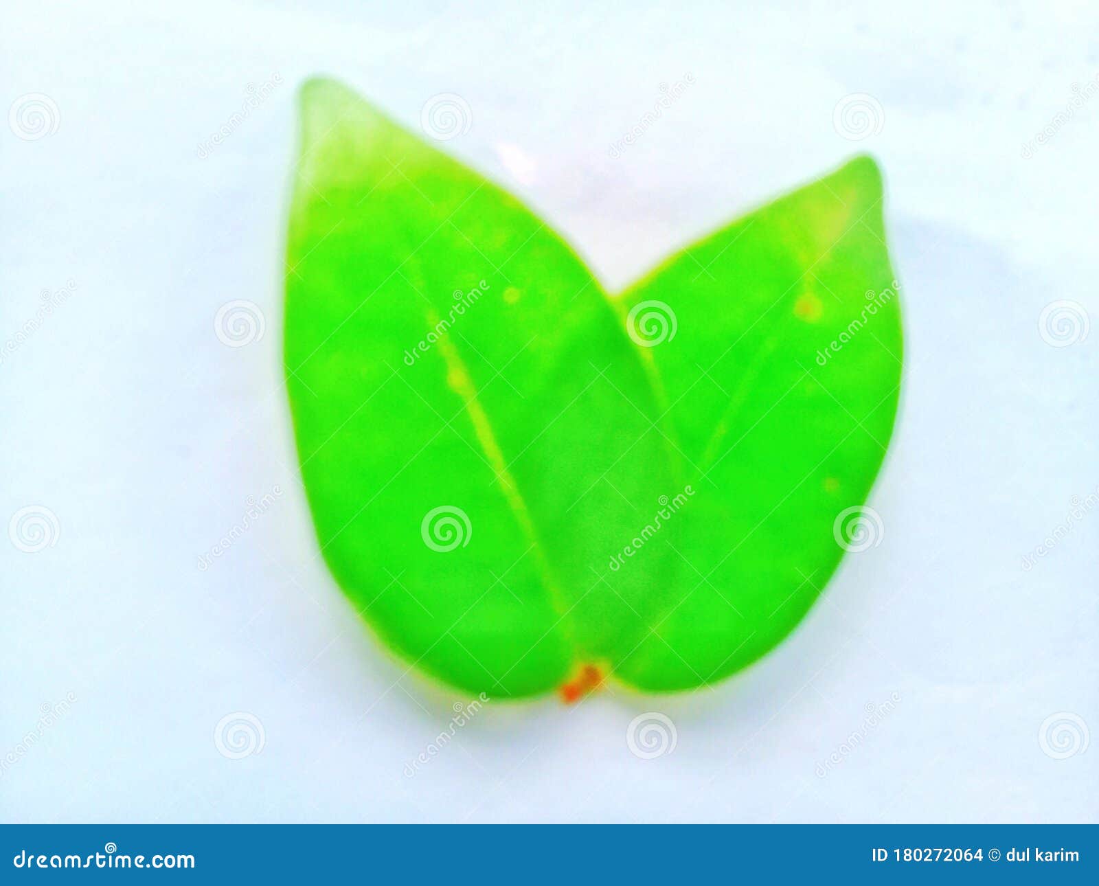 Folha Fresca Com Cor Verde Com Fundo Branco Foto de Stock - Imagem de ...