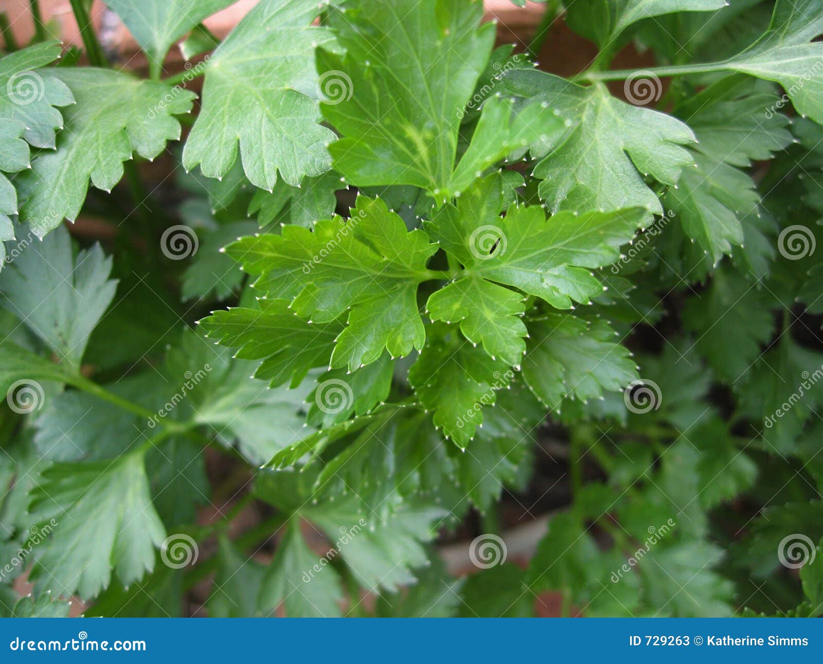 Folha Lisa Continental Da Salsa Imagem de Stock - Imagem de ervas ...