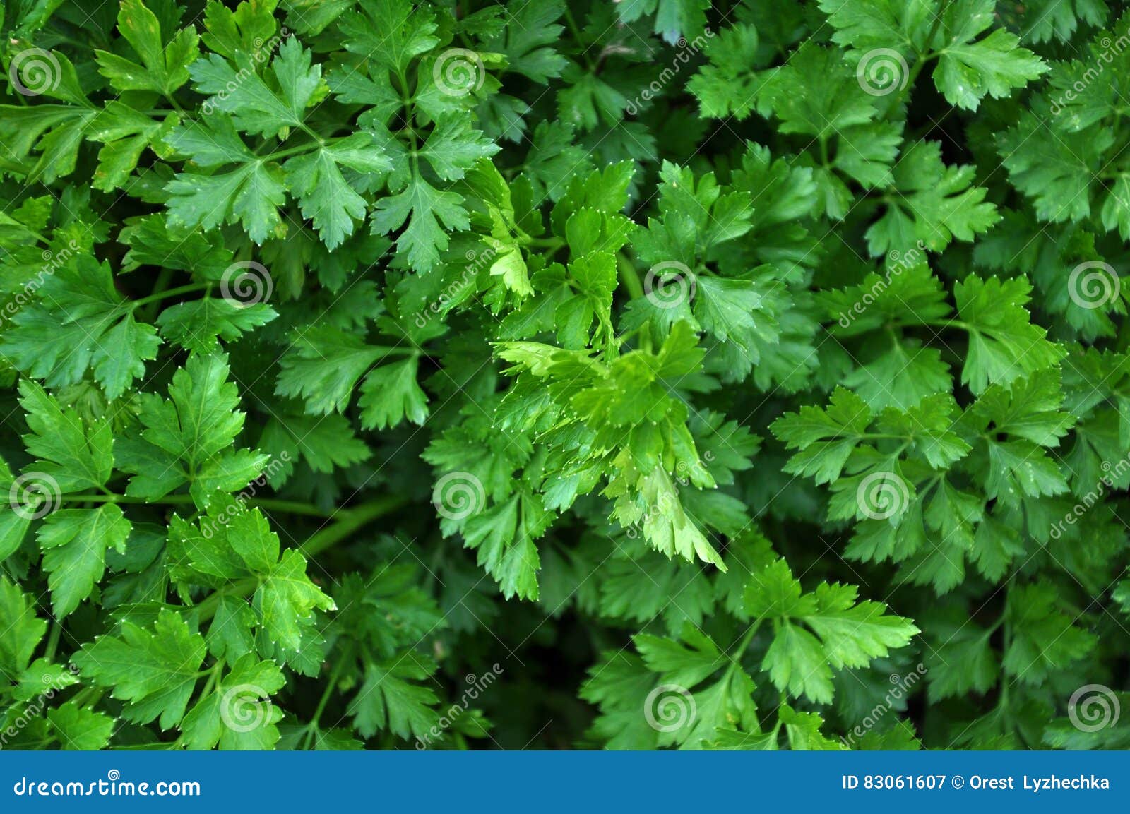 Folha verde da salsa imagem de stock. Imagem de cozinha - 83061607