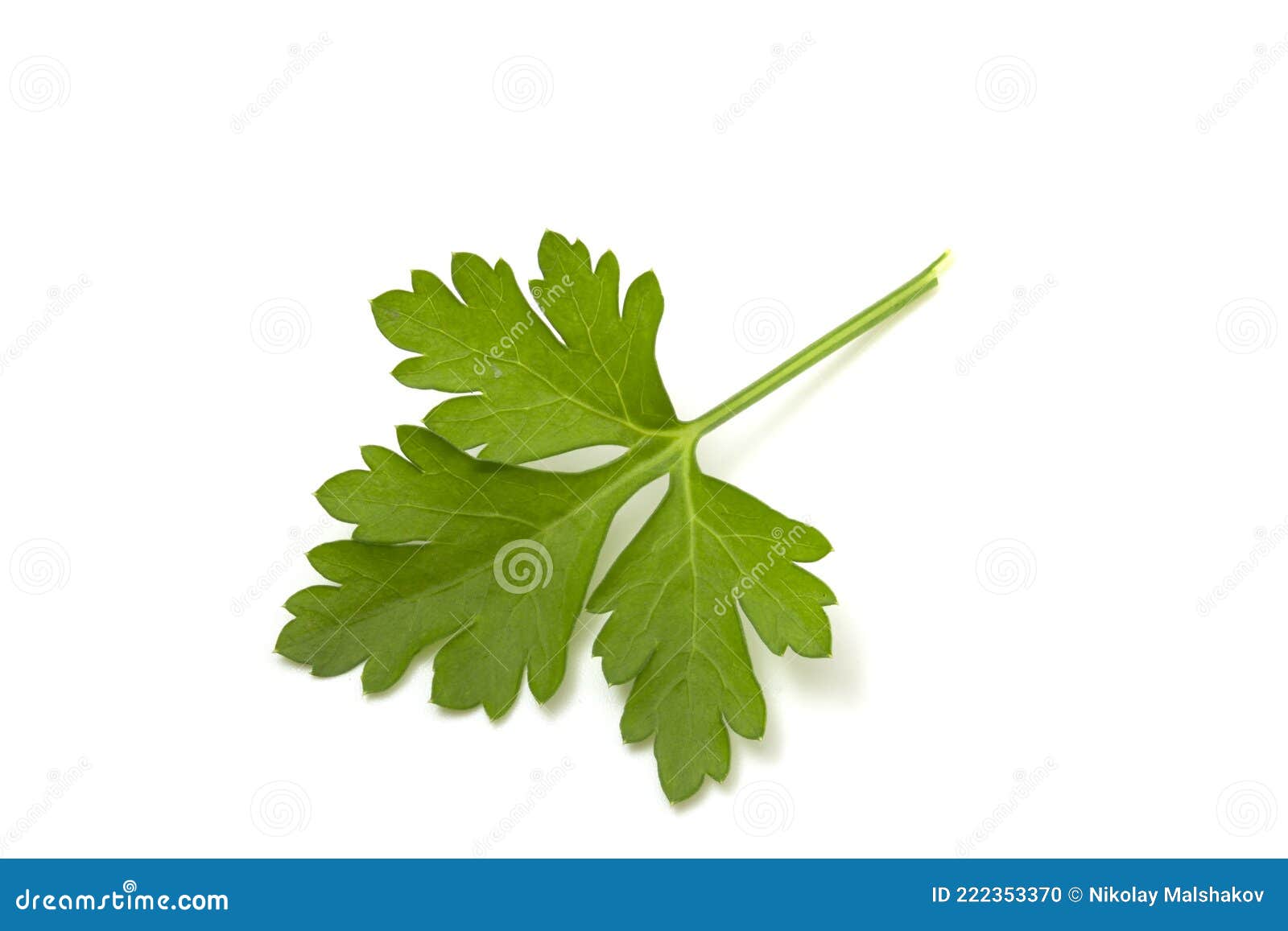 Folha Verde De Salsa Isolada Em Fundo Branco Foto de Stock - Imagem de ...